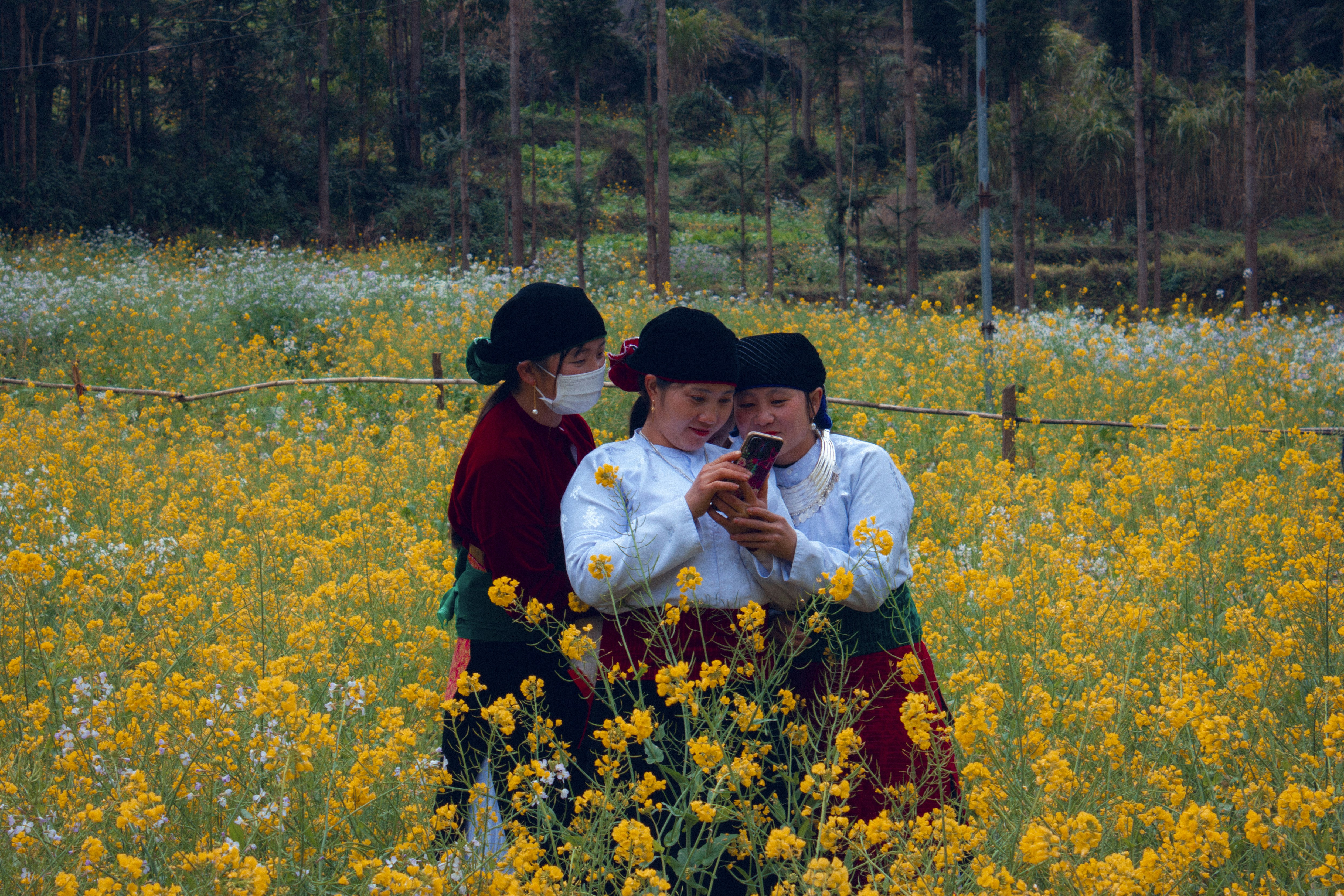 Harmony in Bloom: A Moment Among Fields of Gold