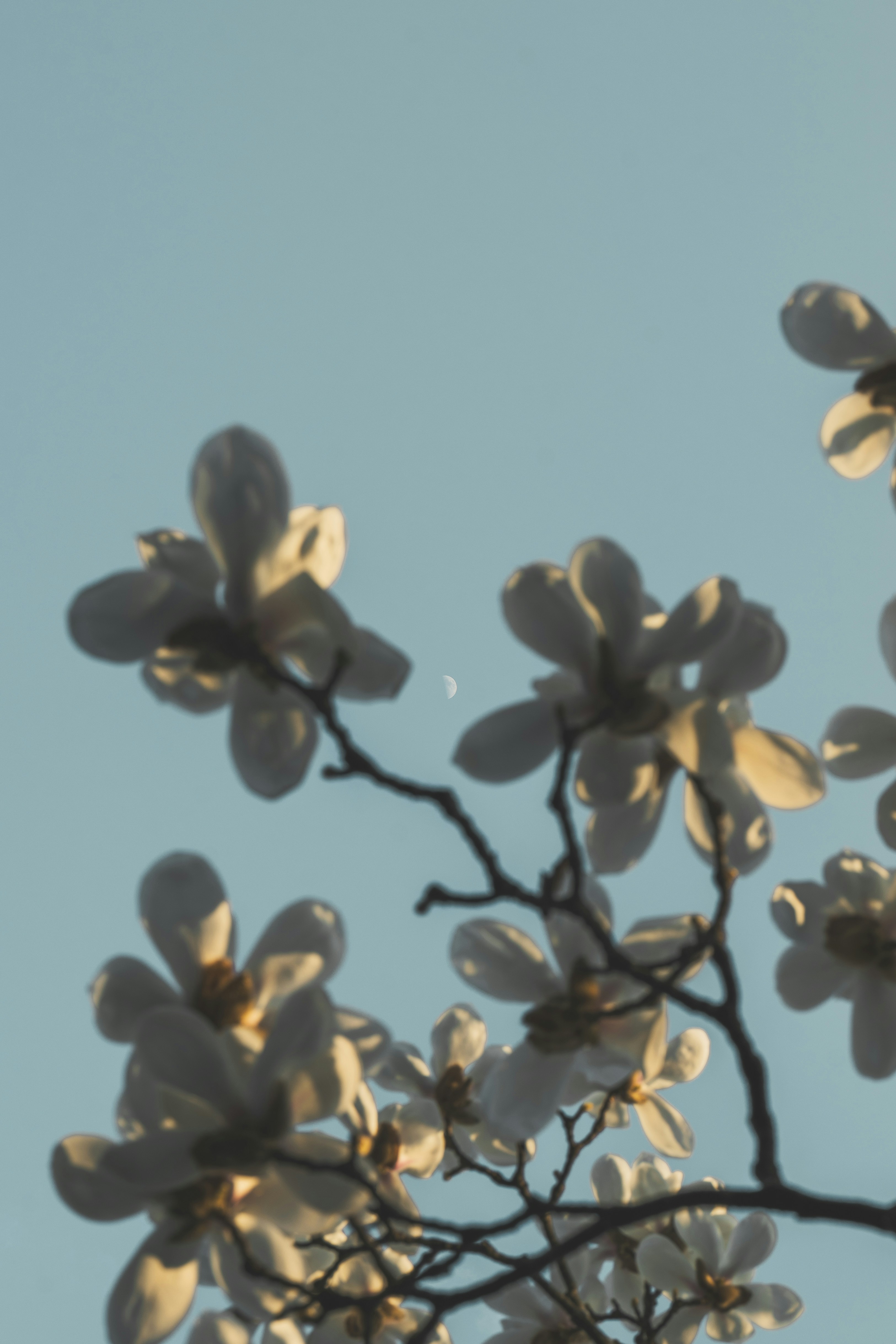 A pale crescent moon peeks through magnolia blossoms against a calm blue sky. Twisted branches frame the scene, creating a gentle, contemplative mood.