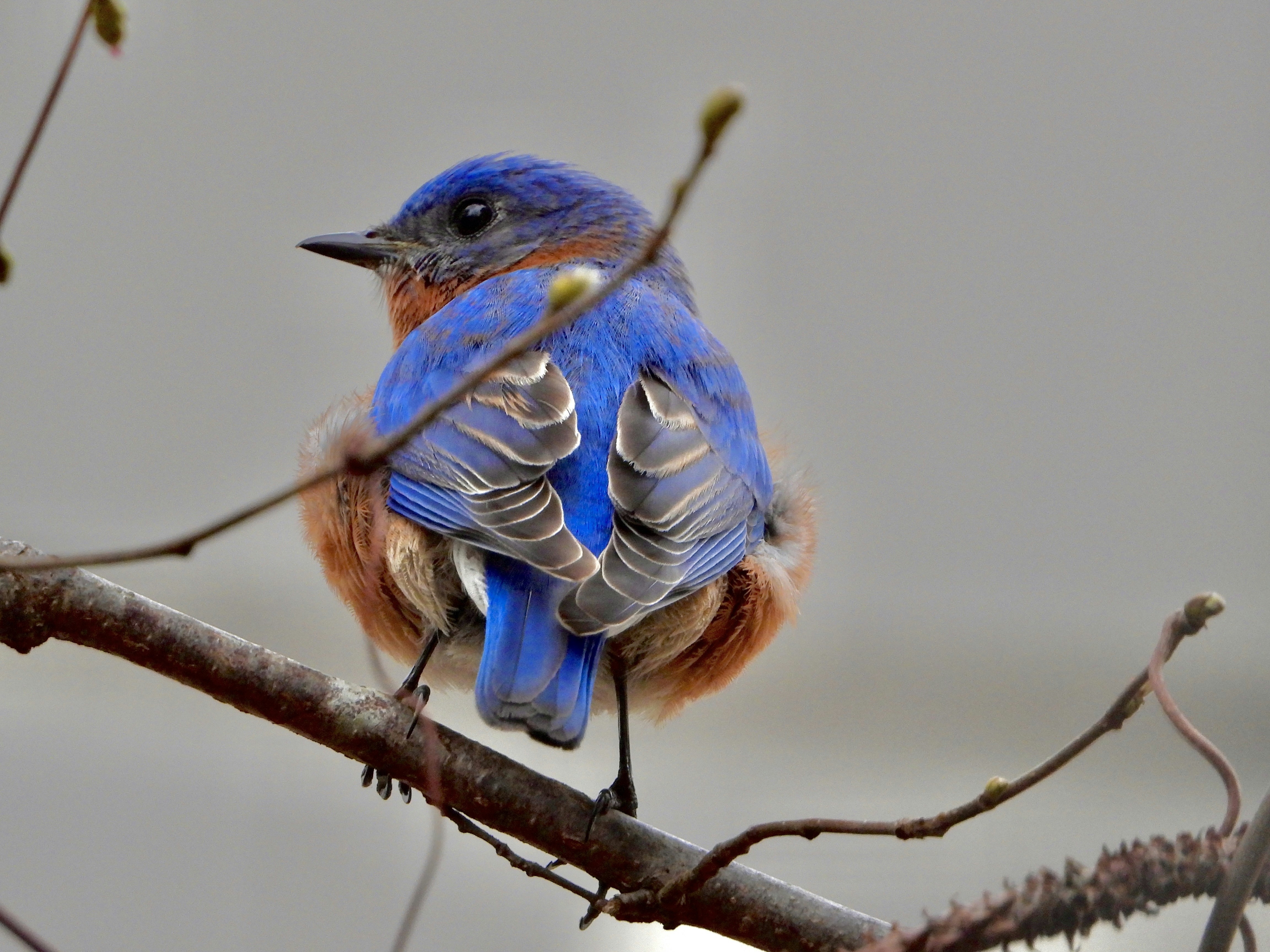 A bluebird perched on a branch, showcasing its striking blue and orange plumage against a muted background.