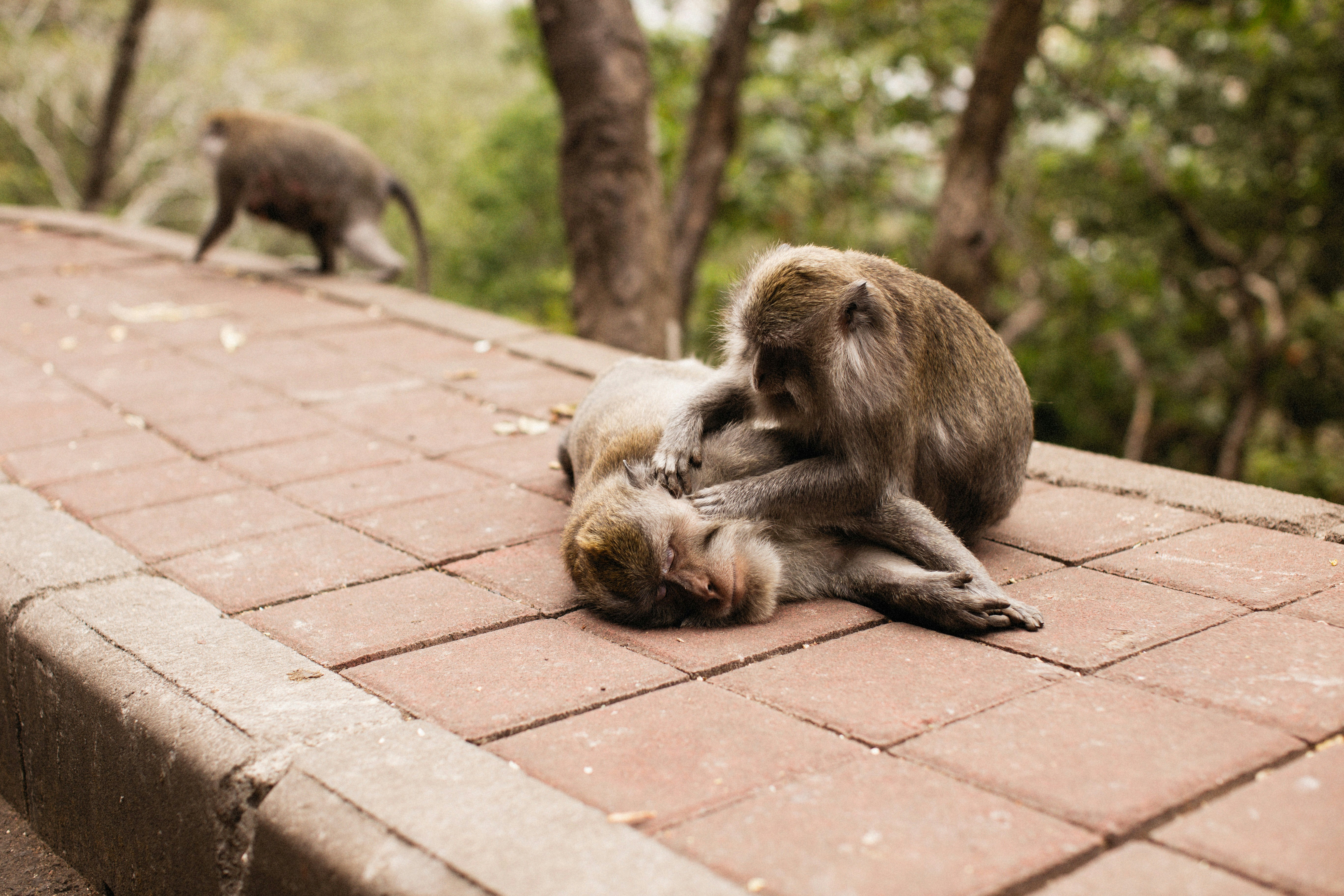 Macaques on Brick: Tender Grooming Moment on a Park Terrace