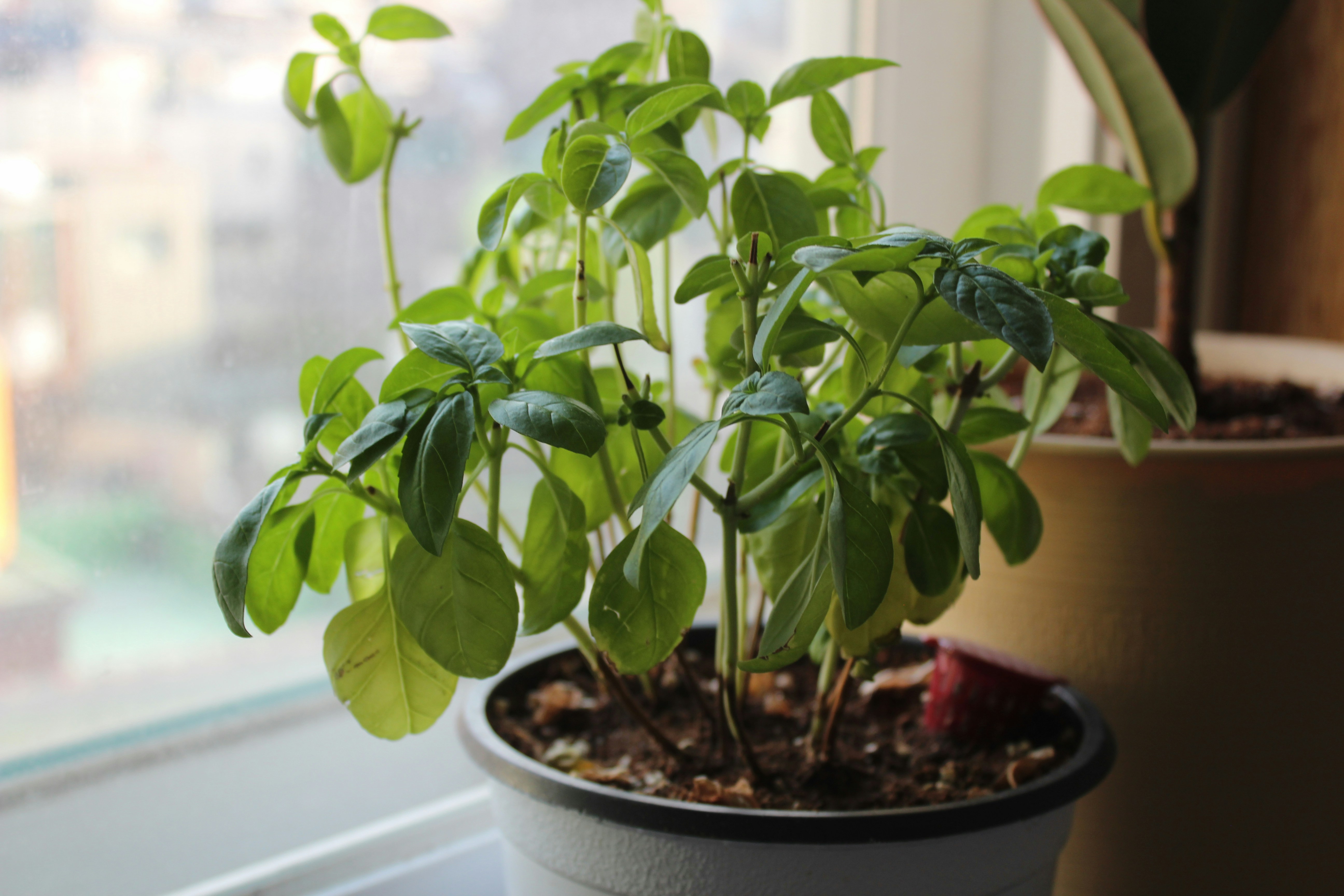 Lush basil plant thriving in a pot, positioned near a sunlit window, showcasing healthy green leaves.