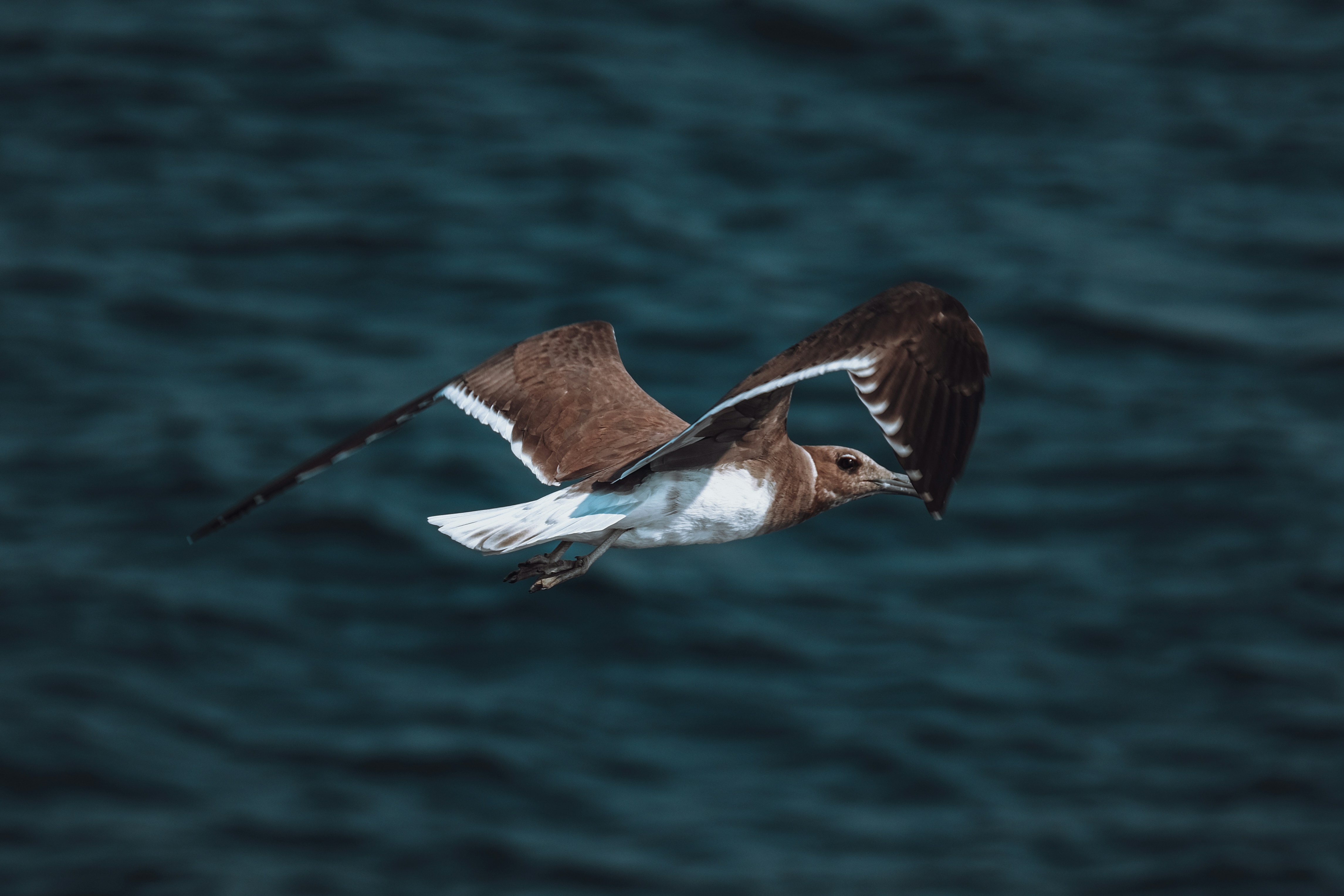 Wingbeat over Indigo Tides: A Shorebird in Flight