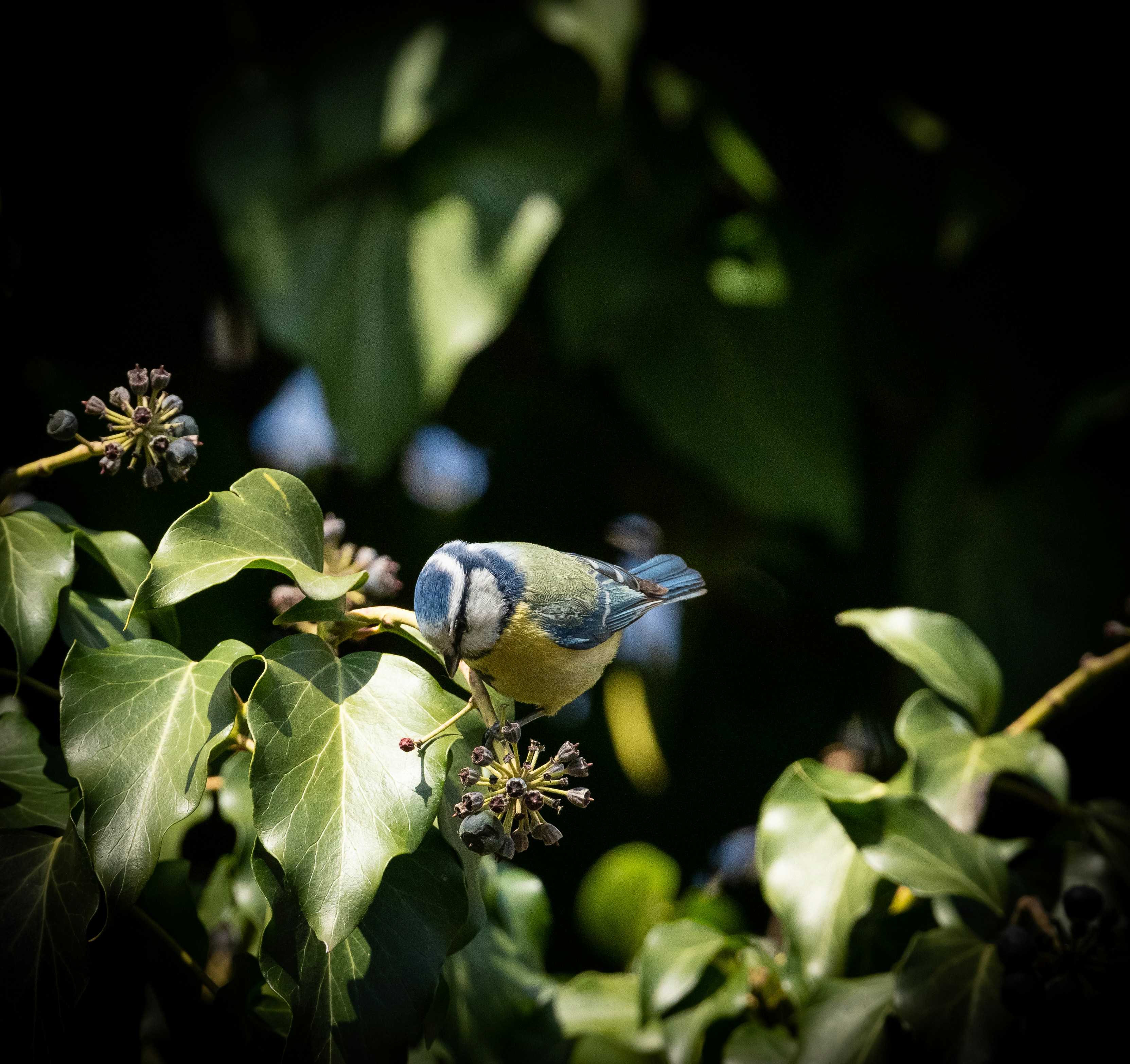 Blue Tit on Ivy Buds: A Quiet Moment in Dappled Light