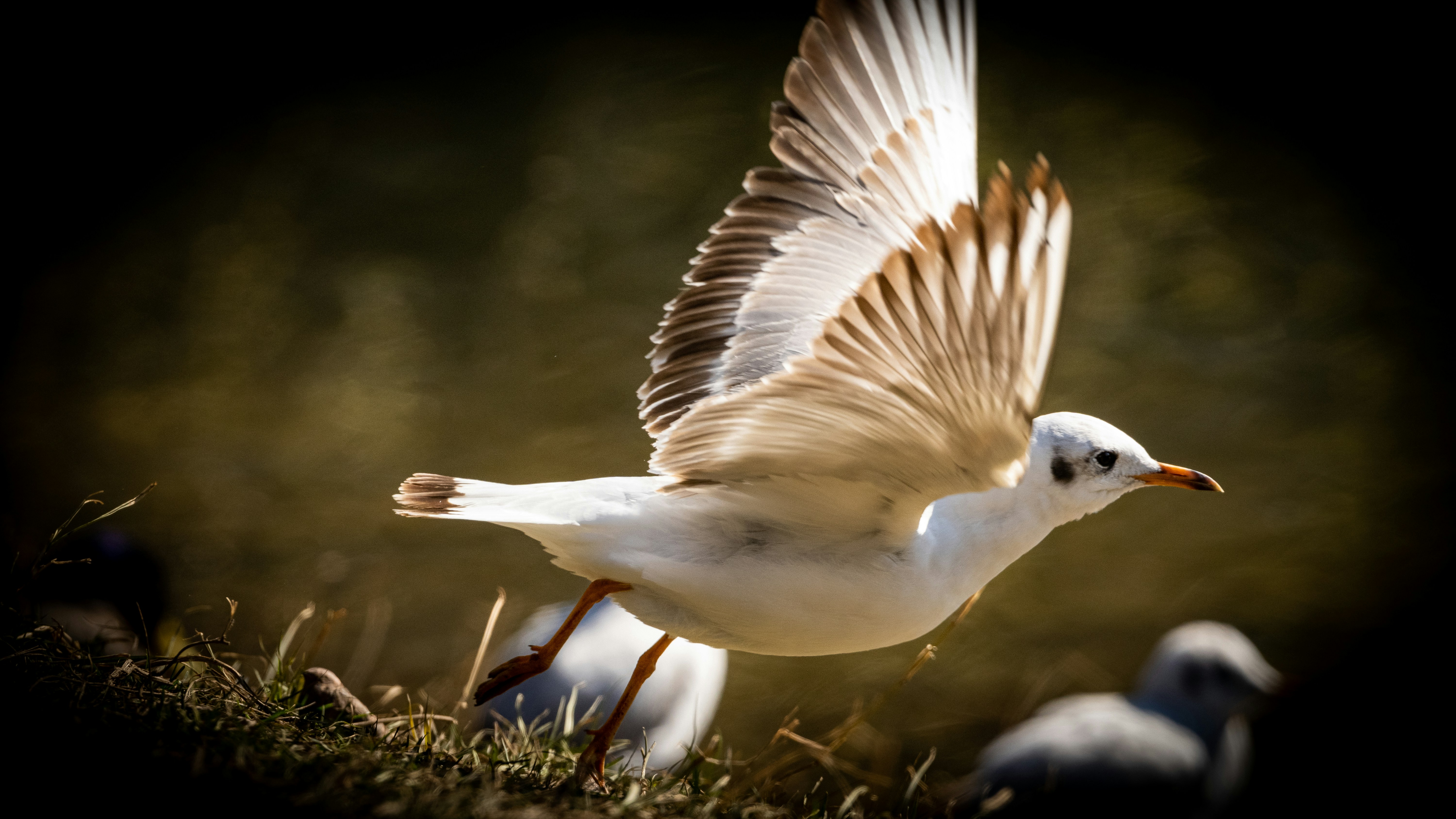 Winged Spotlight: White Gull Rises Over a Shaded Shore