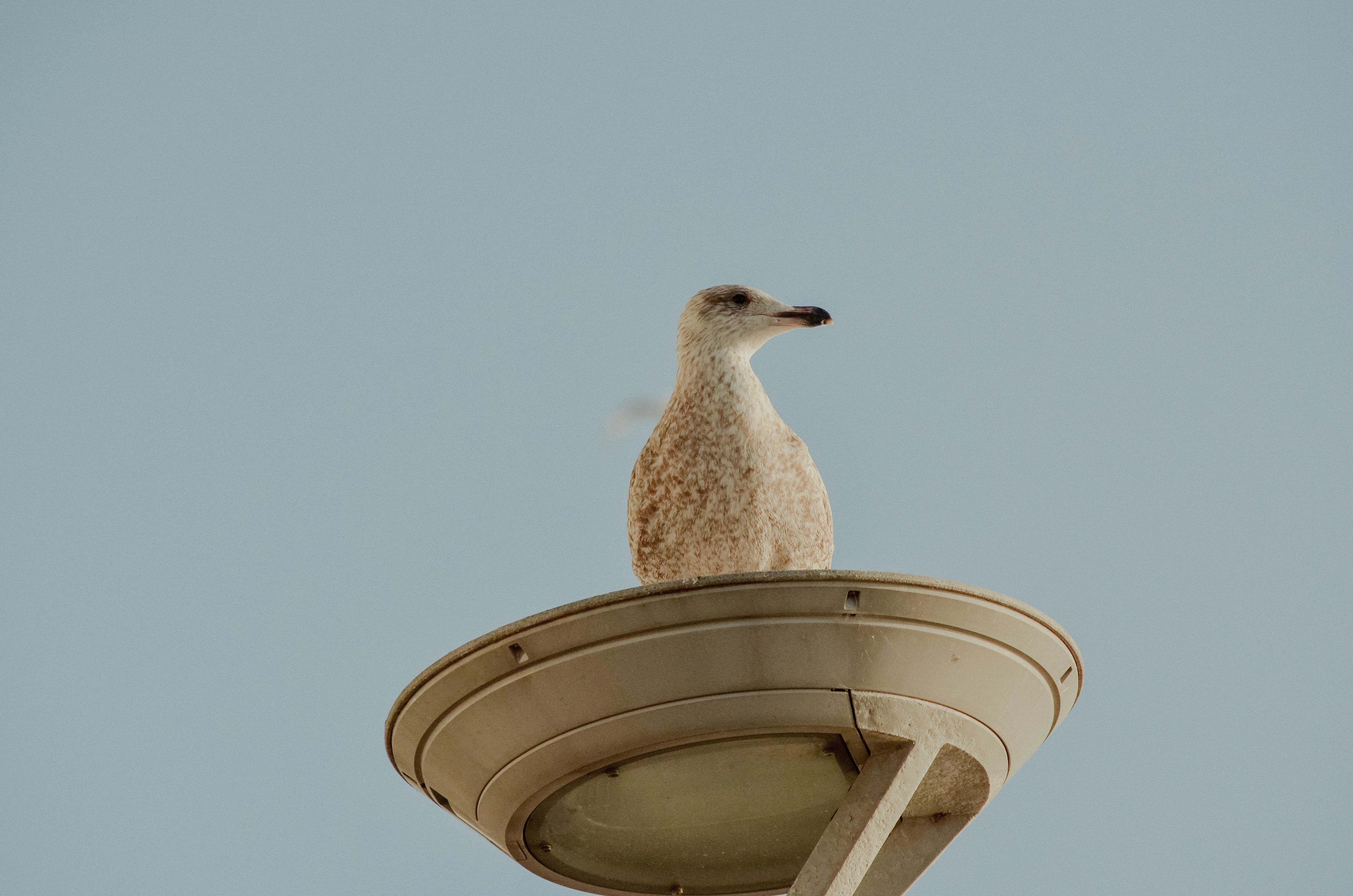 Seagull's Quiet Watch atop a Circular Streetlamp