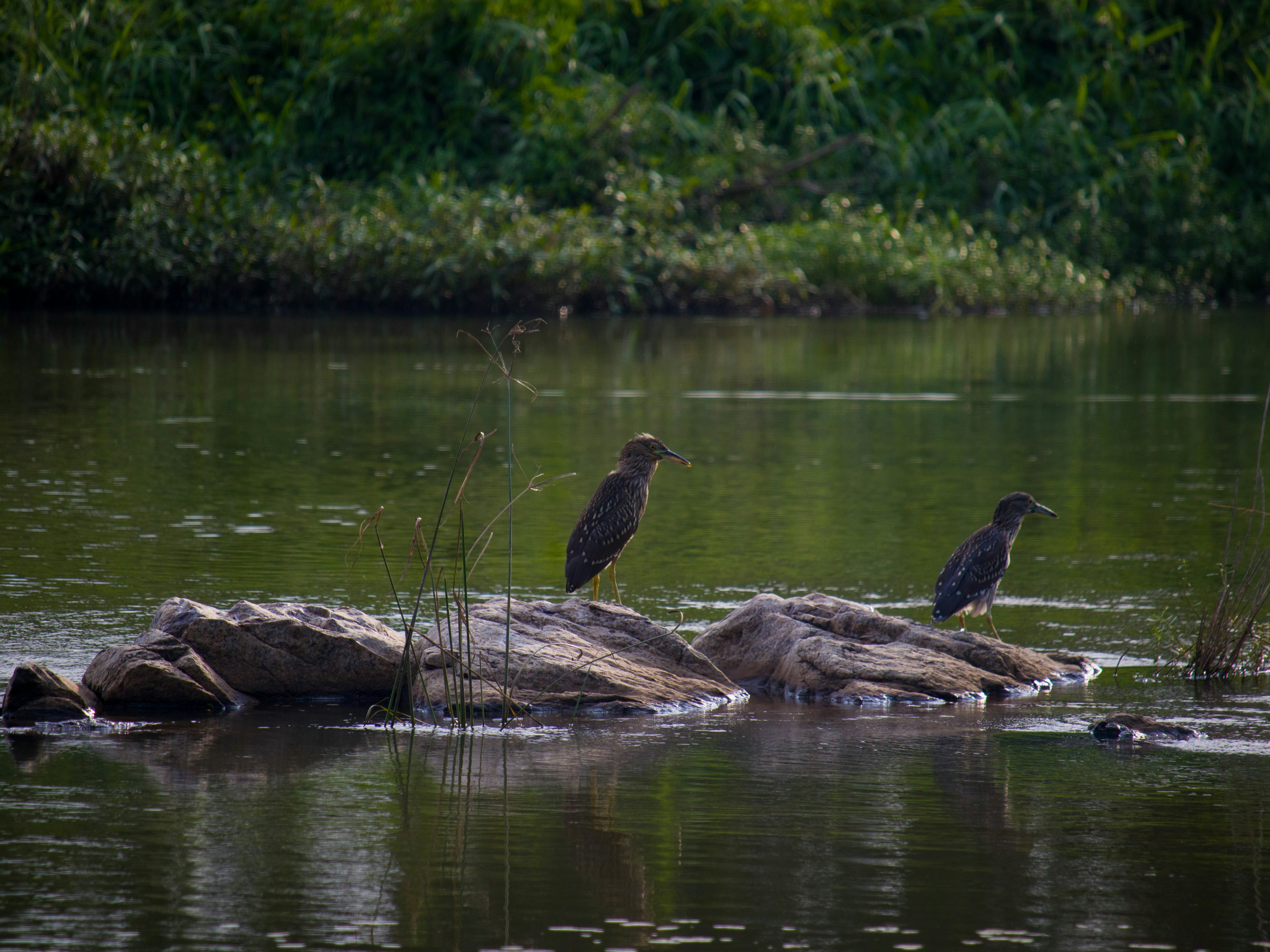 Driftwood Sentinels: Two Herons Perched Along a Quiet River
