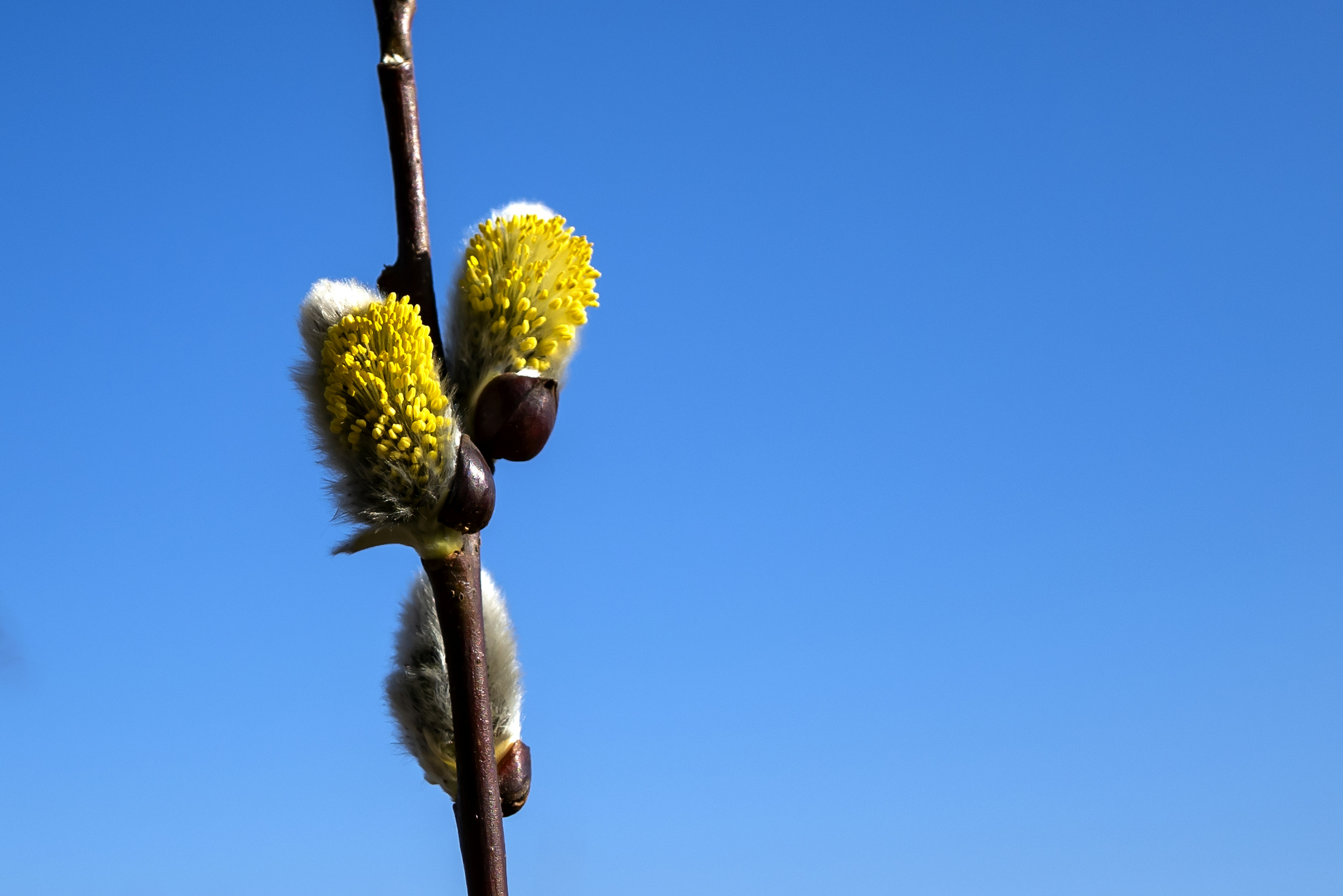 a close up of a plant with yellow flowers