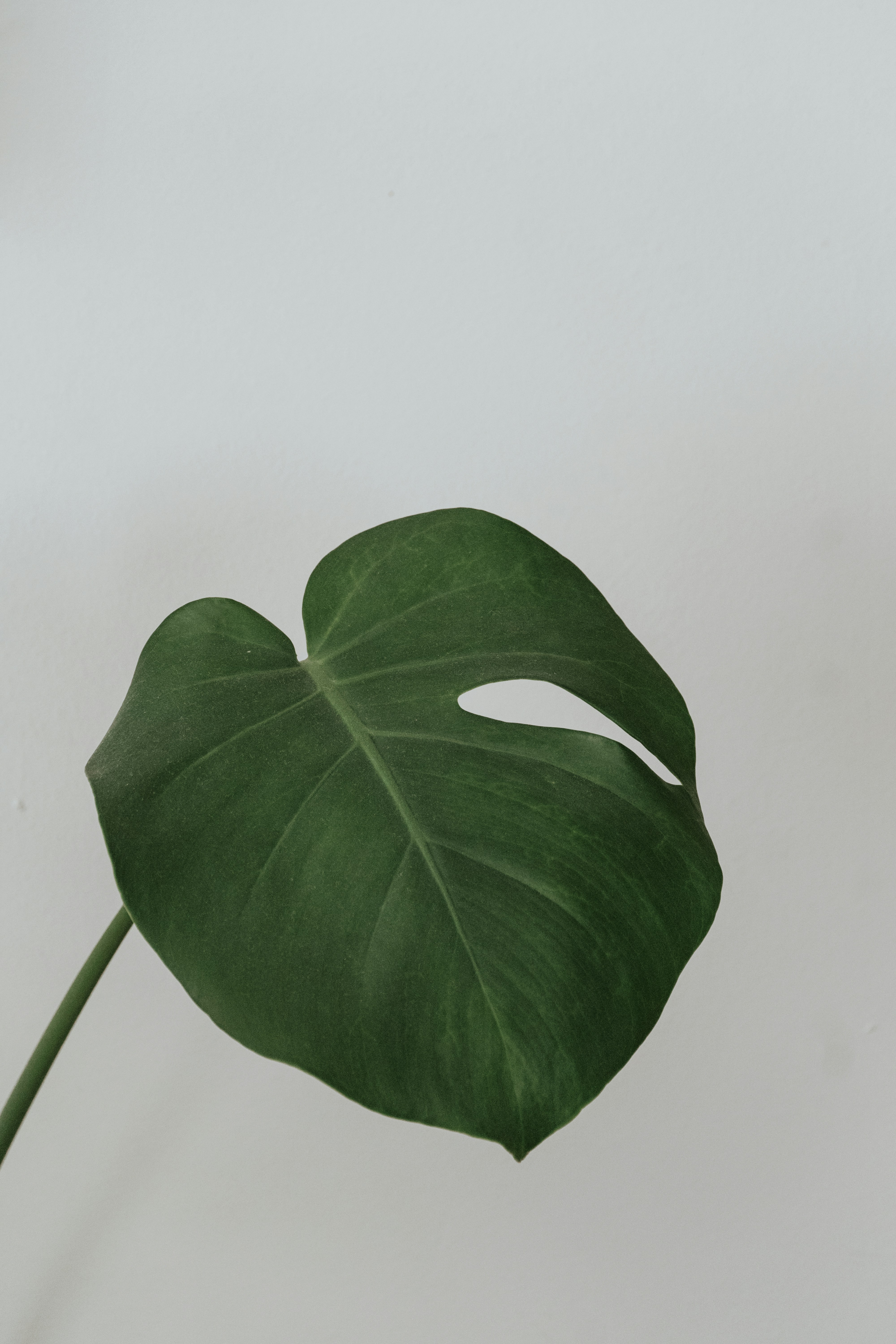 A vibrant Monstera leaf with a distinctive cutout, set against a minimalist white background.