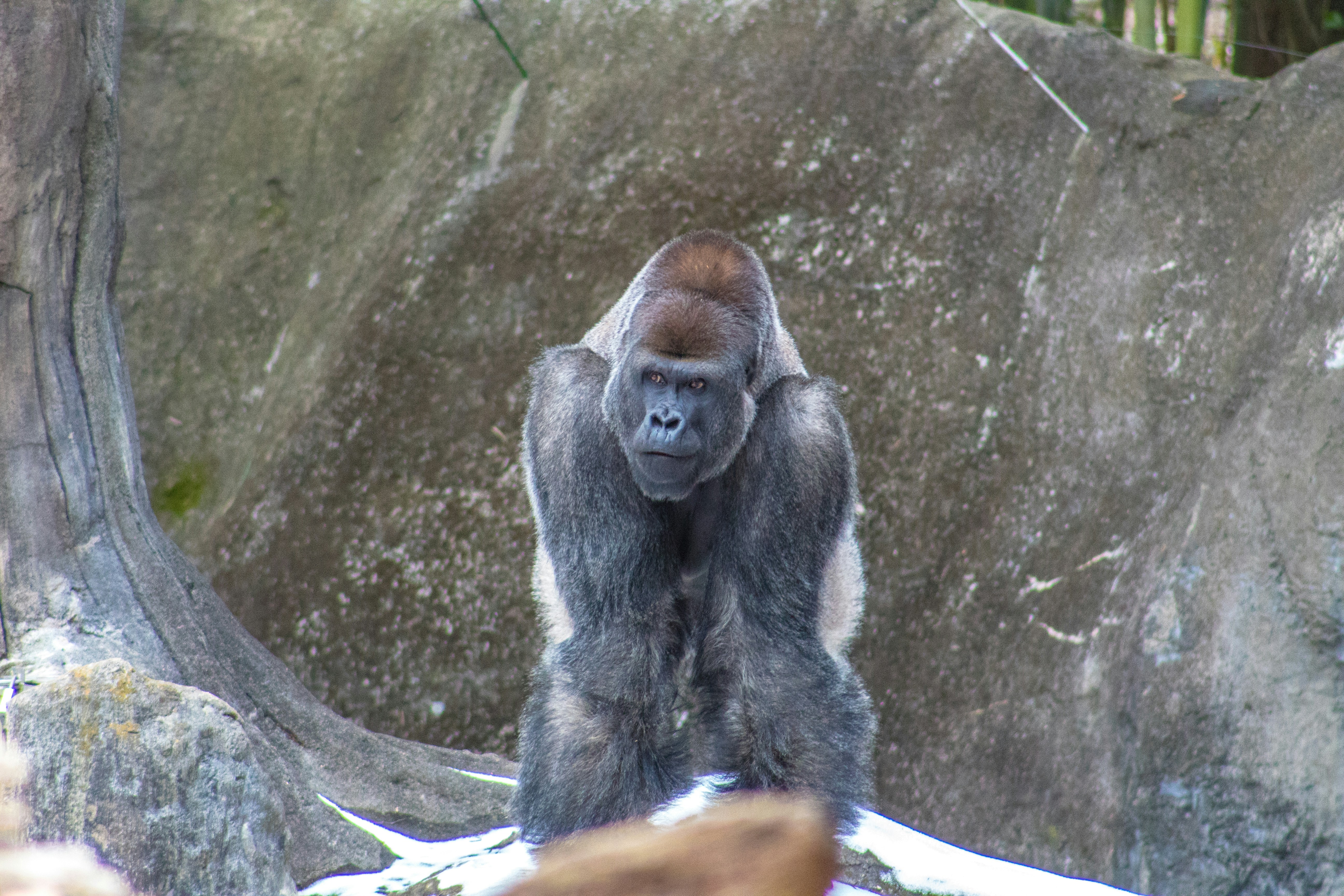 Gaze in the Stone: A Solitary Orangutan in a Rocky Enclosure