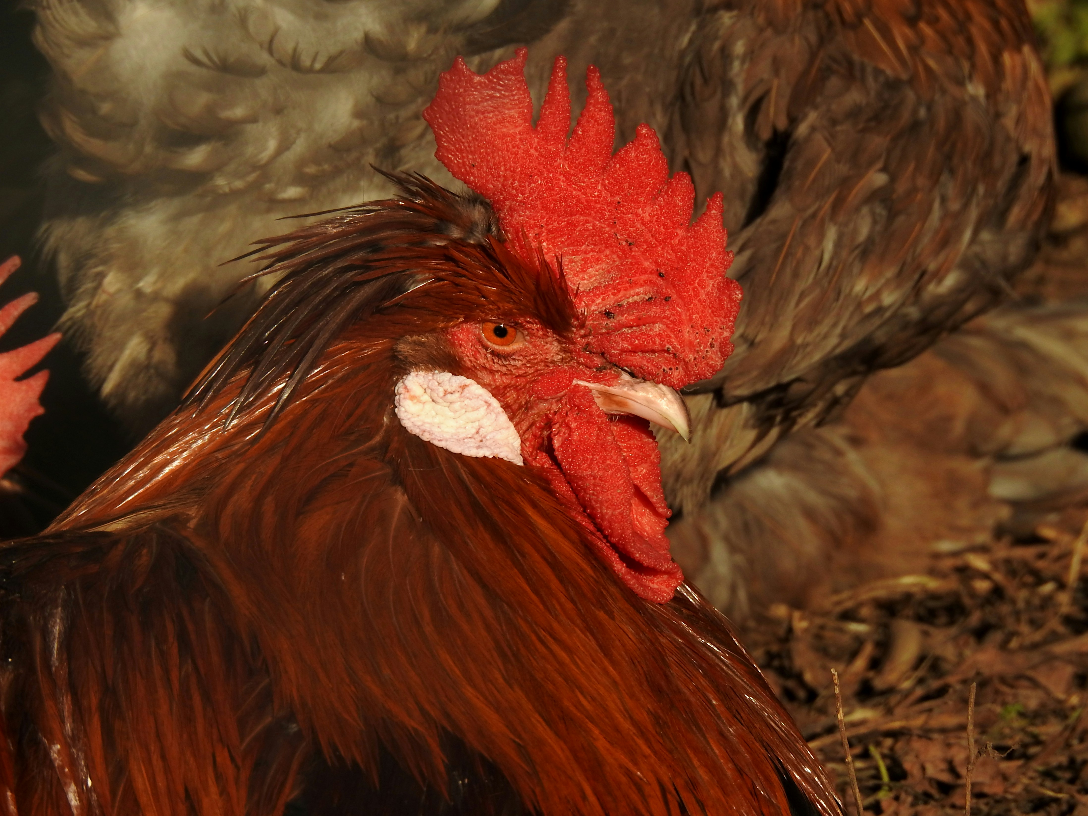 Close-up of a vibrant rooster with a striking red comb and rich plumage, showcasing its intricate feather details. The background features a blurred hen.