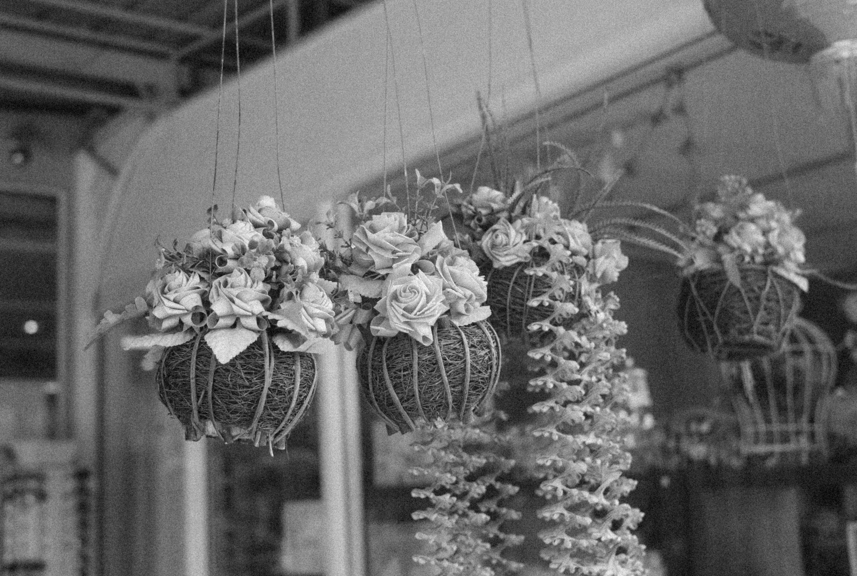 Hanging Blooms in a Quiet Trade Hall
