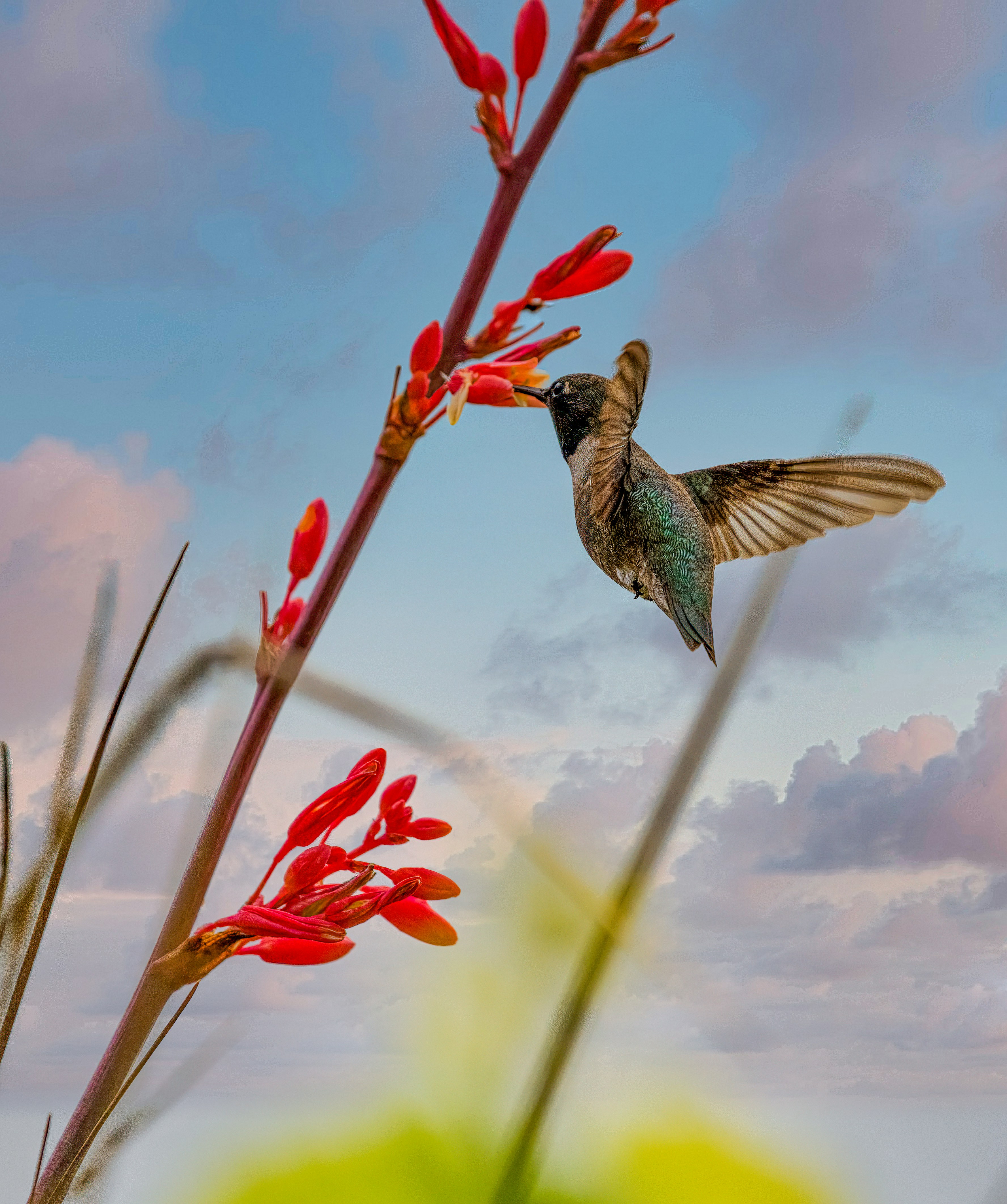 Hummingbird in Flight Among Red Blossoms at Dusk