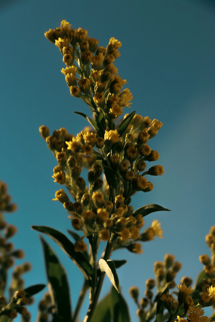 Tall yellow wildflower cluster rising against a clear blue sky, with a few blurred stems framing the edges.
