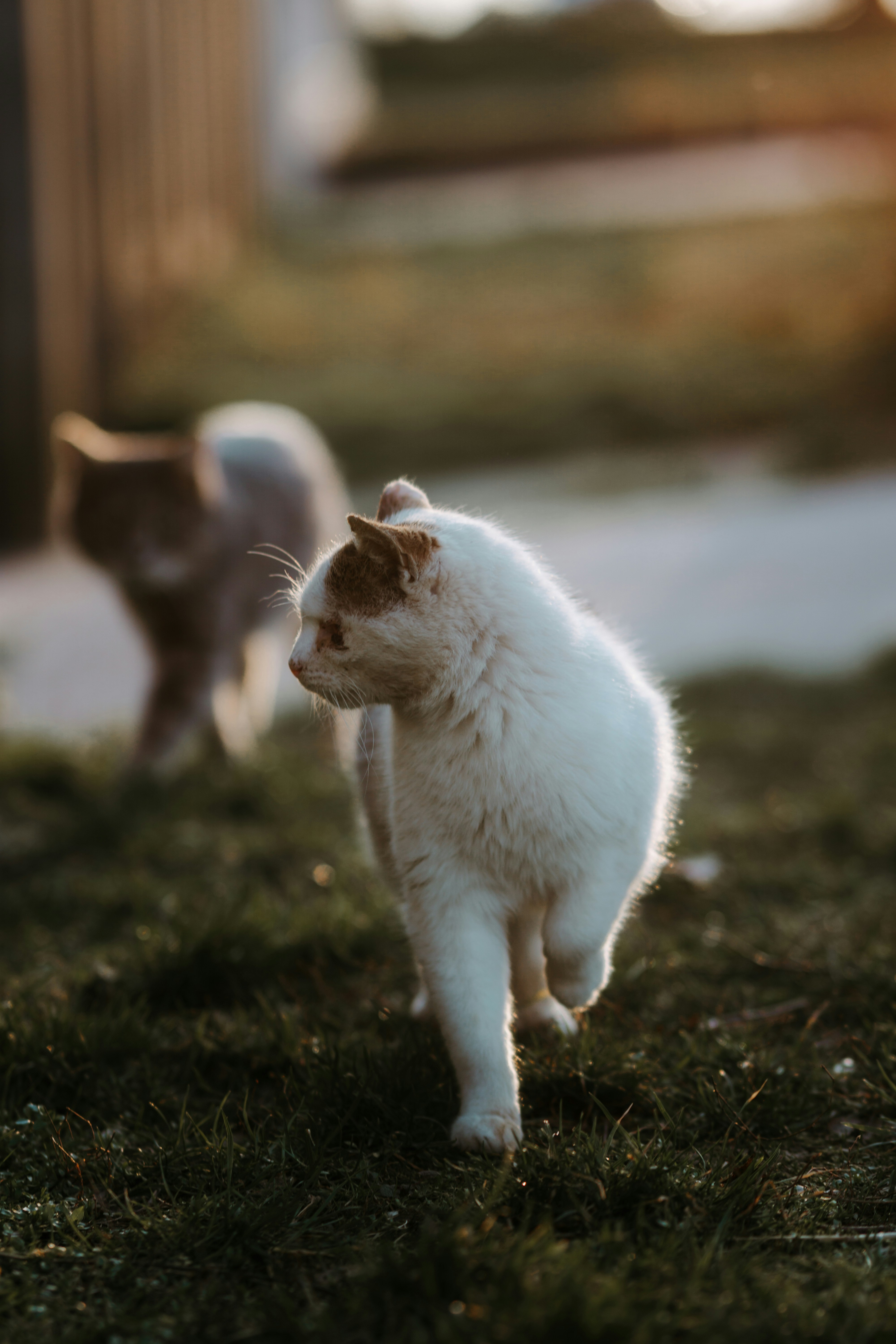 White-Washed Wanderer in Golden Hour: a foreground cat leads a quiet yard