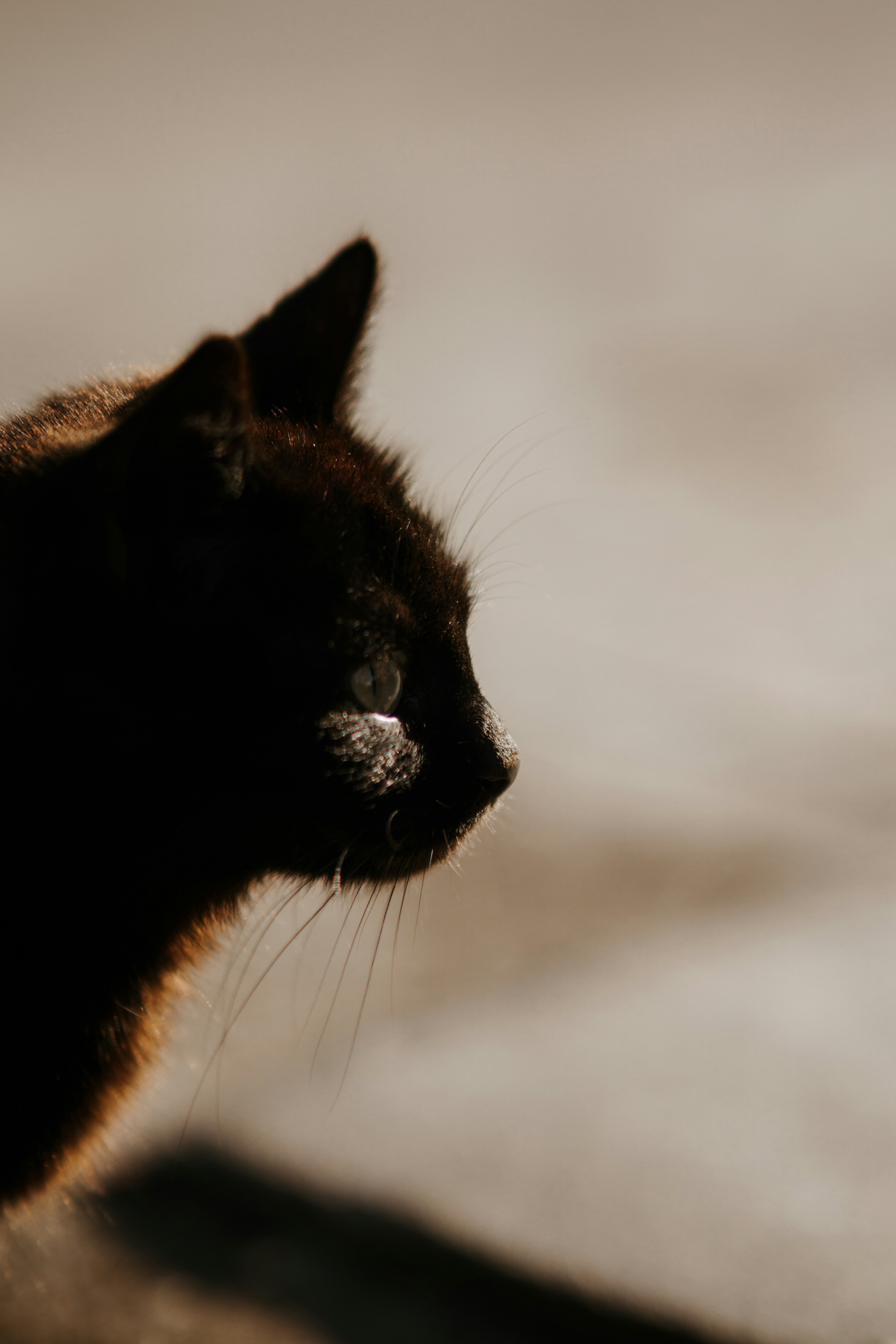 Sunlit Silhouette: Black Cat in Quiet Profile