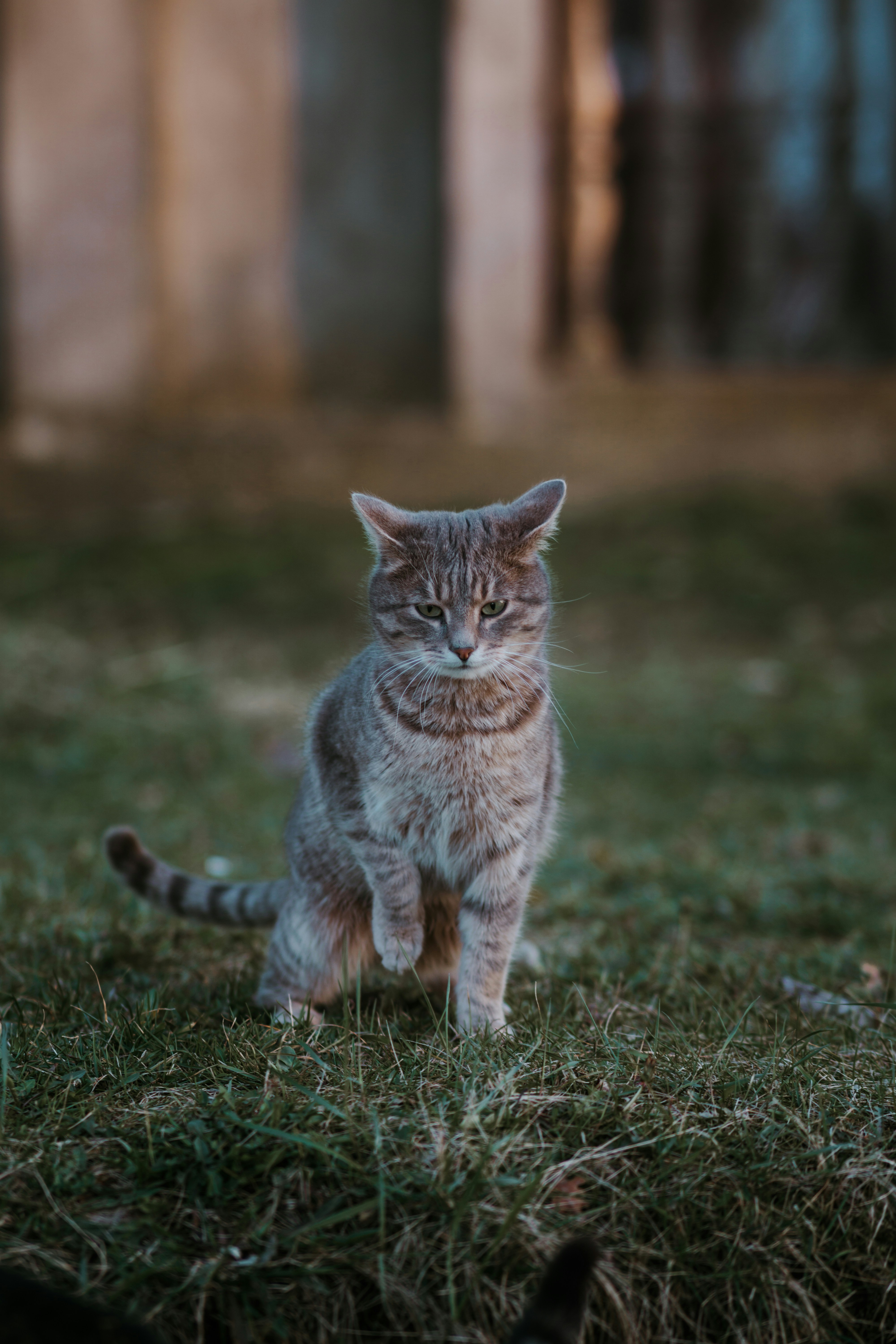Gaze of a Grey Sentinel in a Quiet Garden