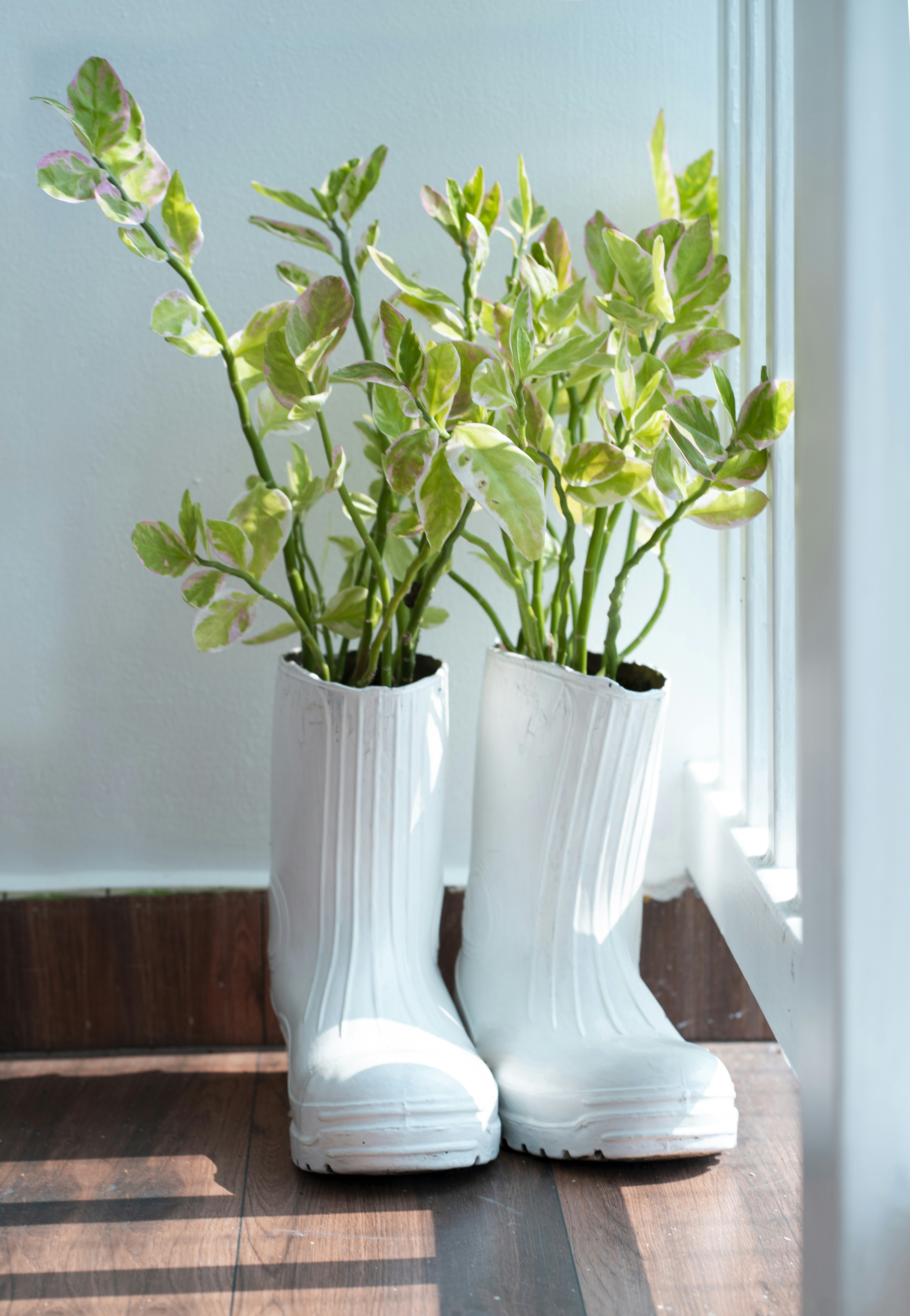 Indoor plants in decorative shoes