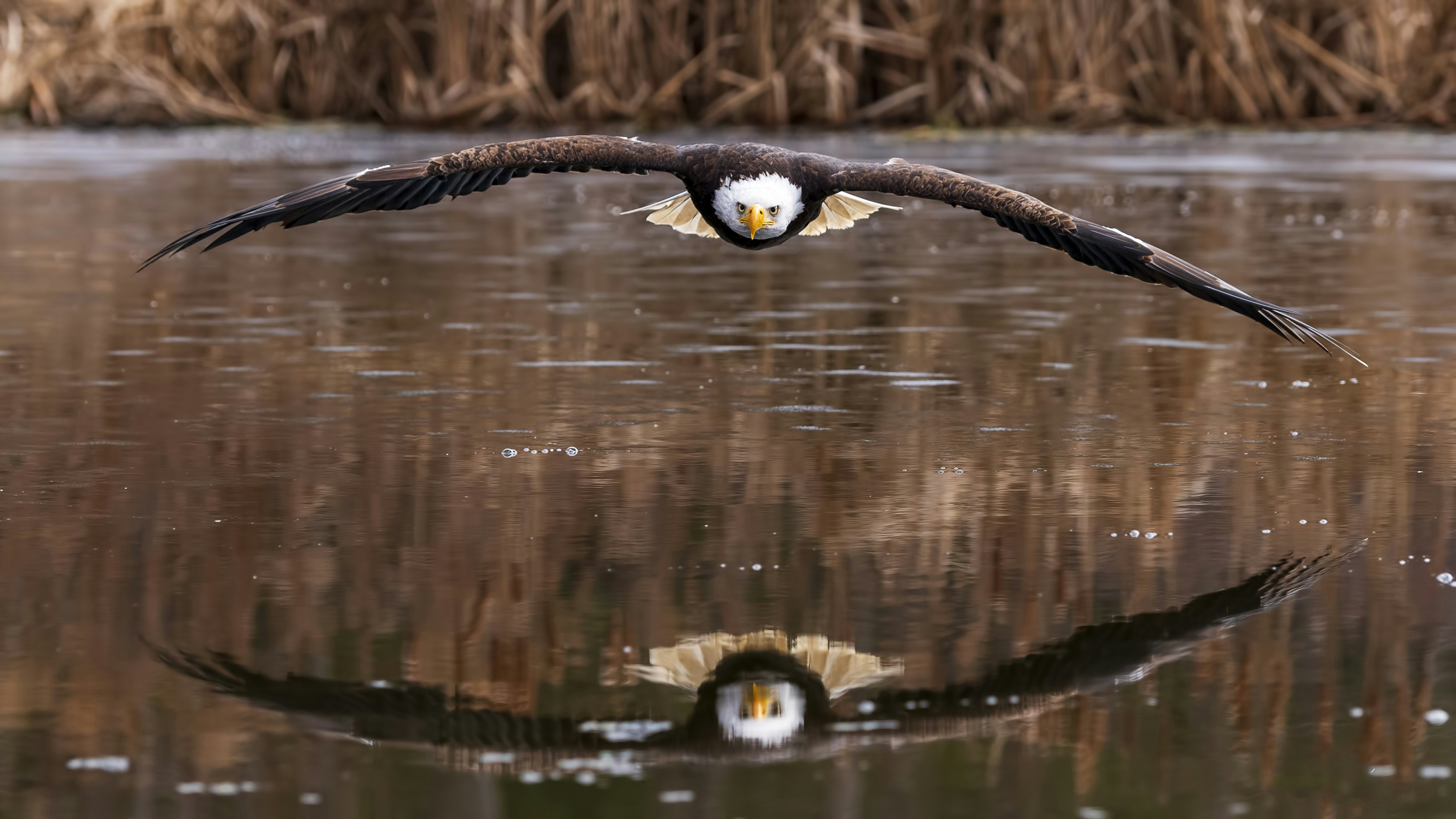 Bald eagle gliding just above the water's surface, creating a perfect reflection in the stillness of the lake.