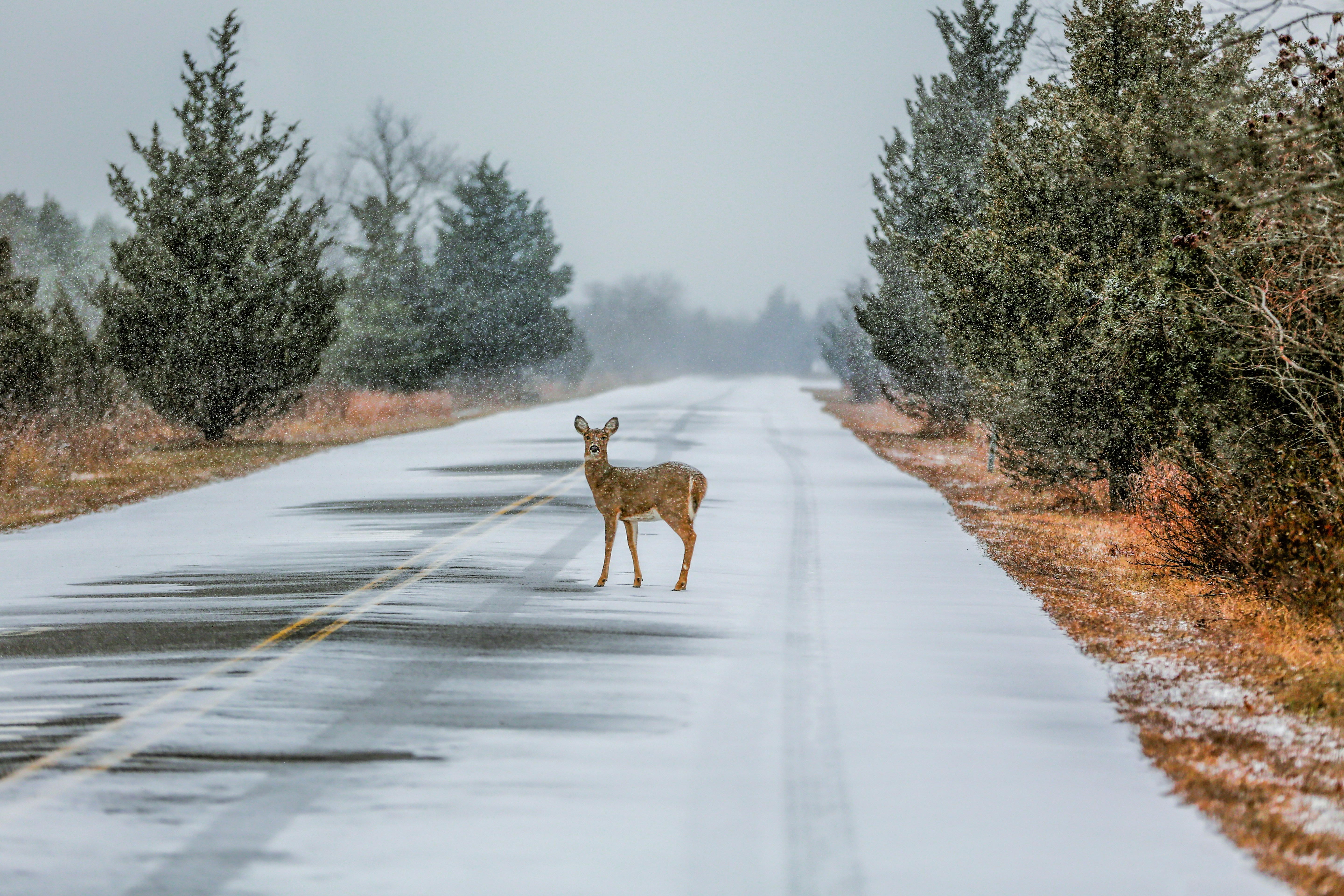 A deer stands in the middle of a snow-covered road, surrounded by trees under a light snowfall.