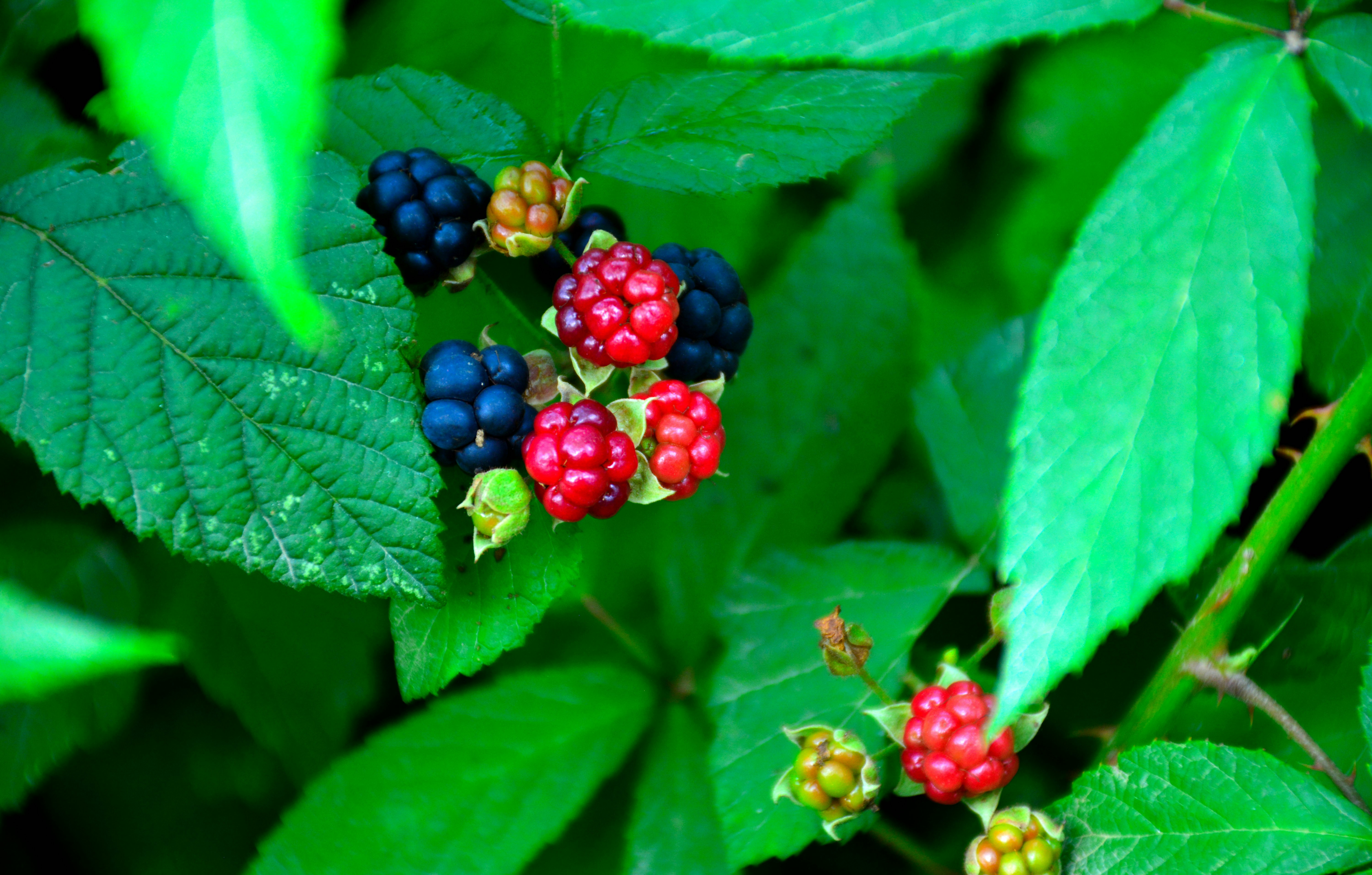 Amir Malek Ahmadi (@amir_ma) | Komunitas Foto Unsplash