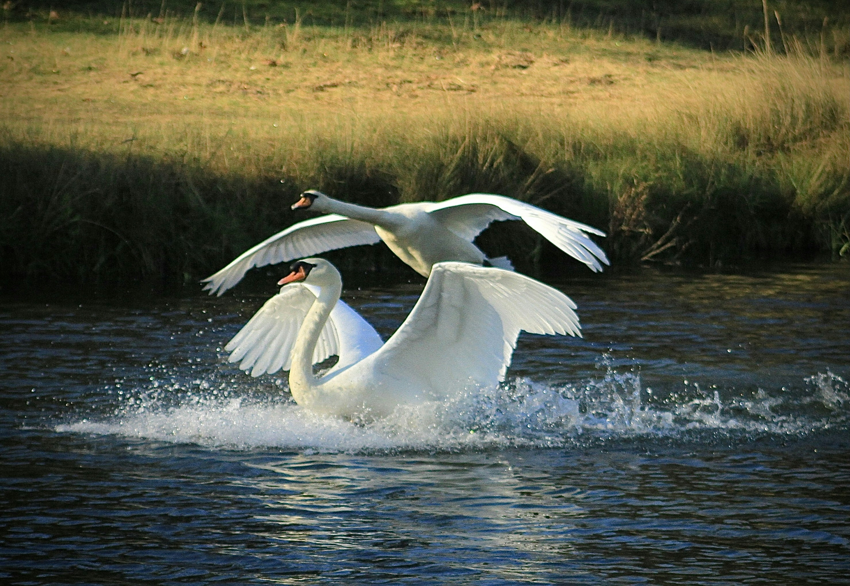 Un couple d’oiseaux blancs survolant un plan d’eau photo – Photo Pays ...