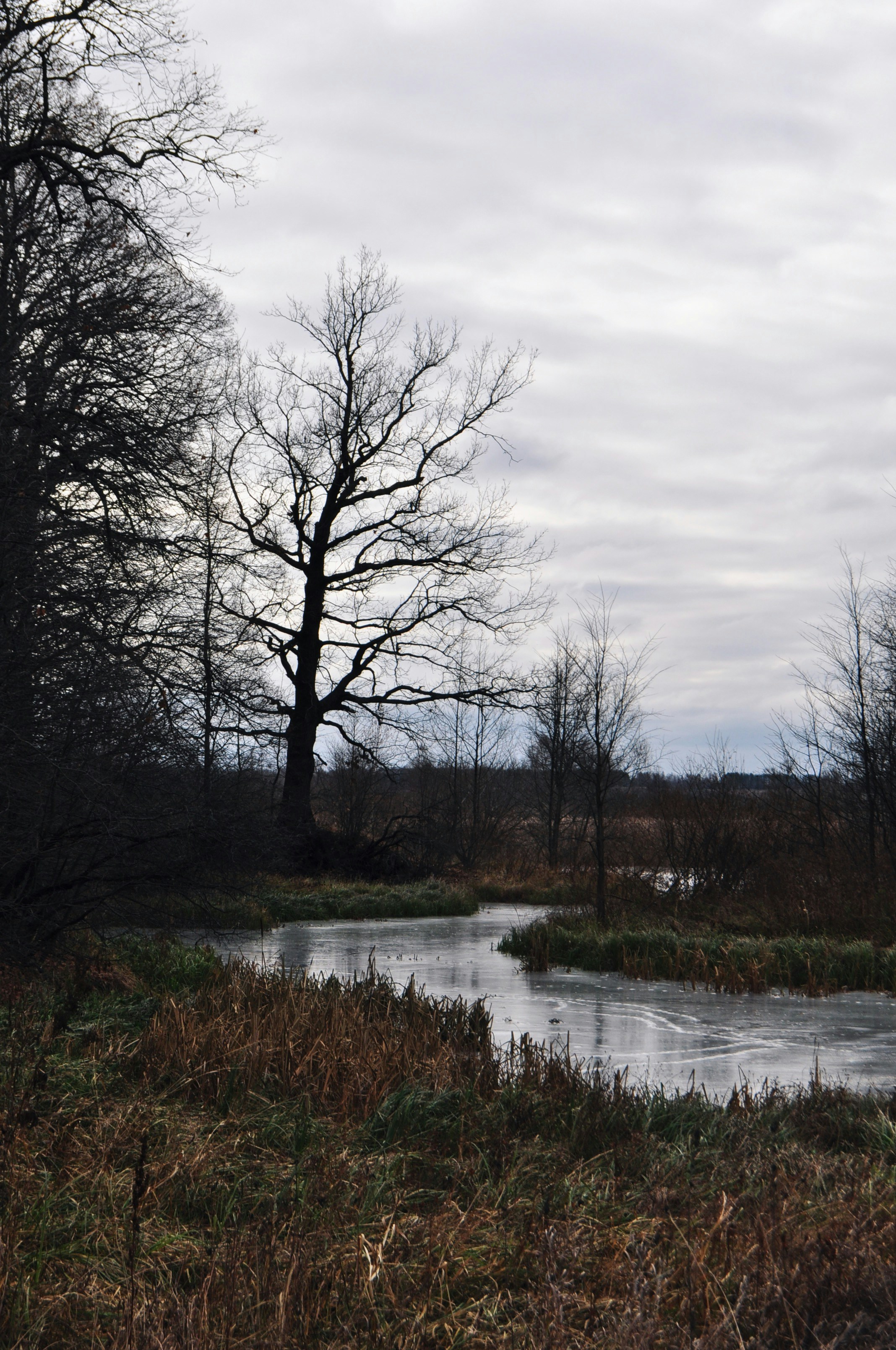 A river running through a forest next to a tall tree photo – Free Grey ...