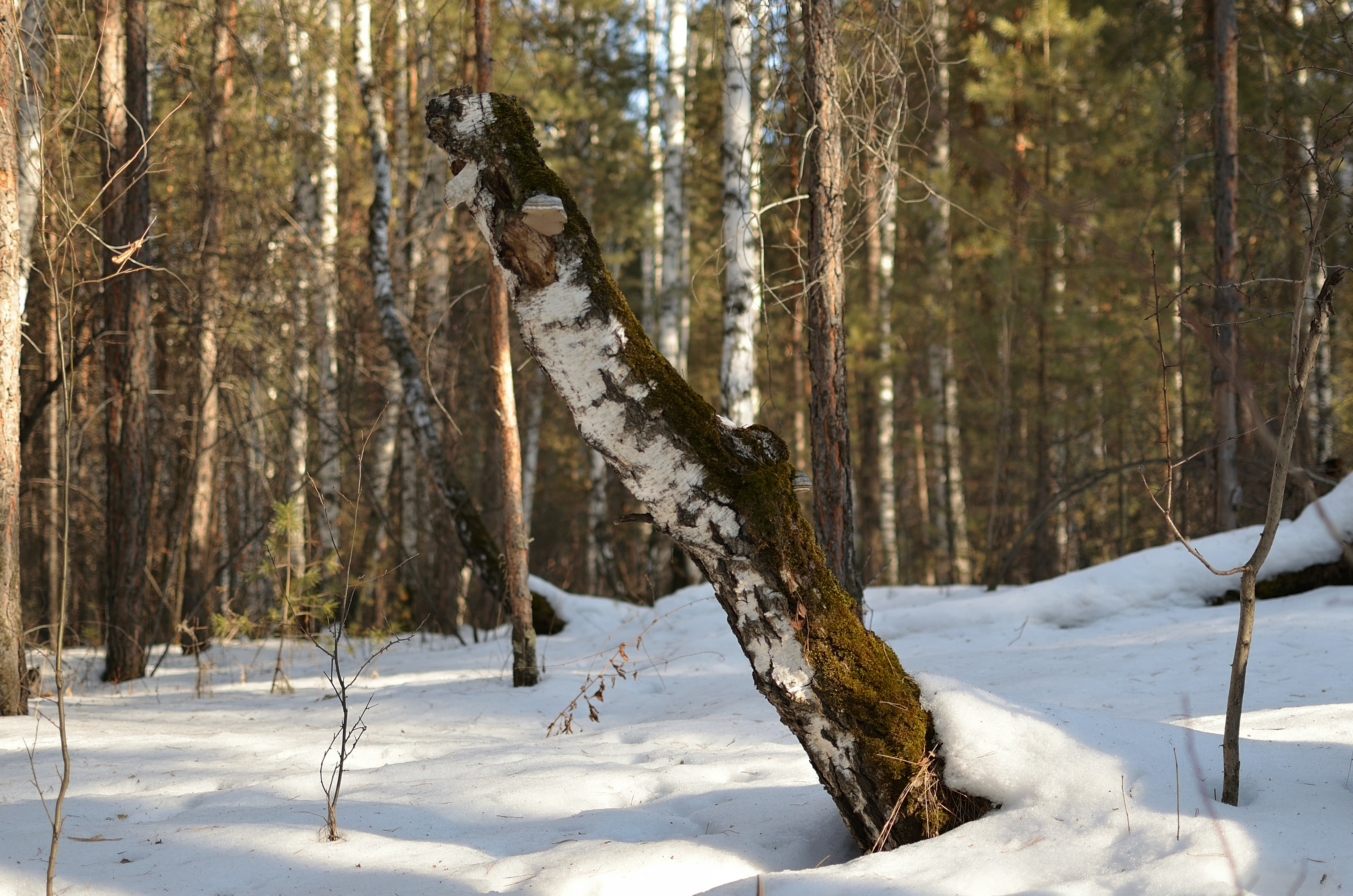 Una foresta innevata piena di molti alberi foto – Russia Immagine ...
