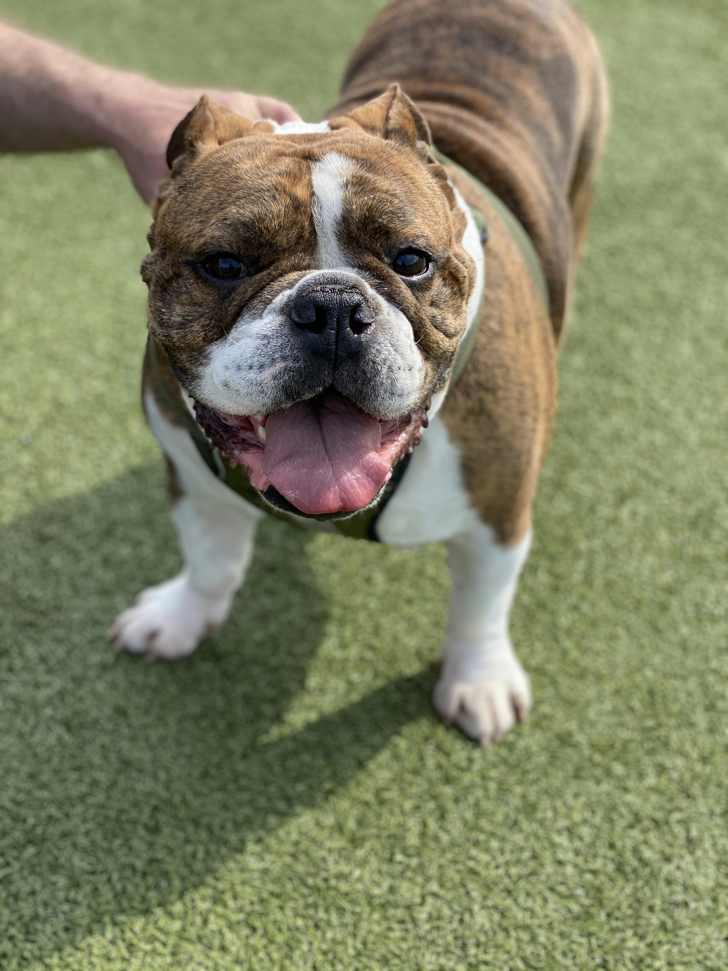 Foto Un perro marrón y blanco parado en la cima de un campo verde ...
