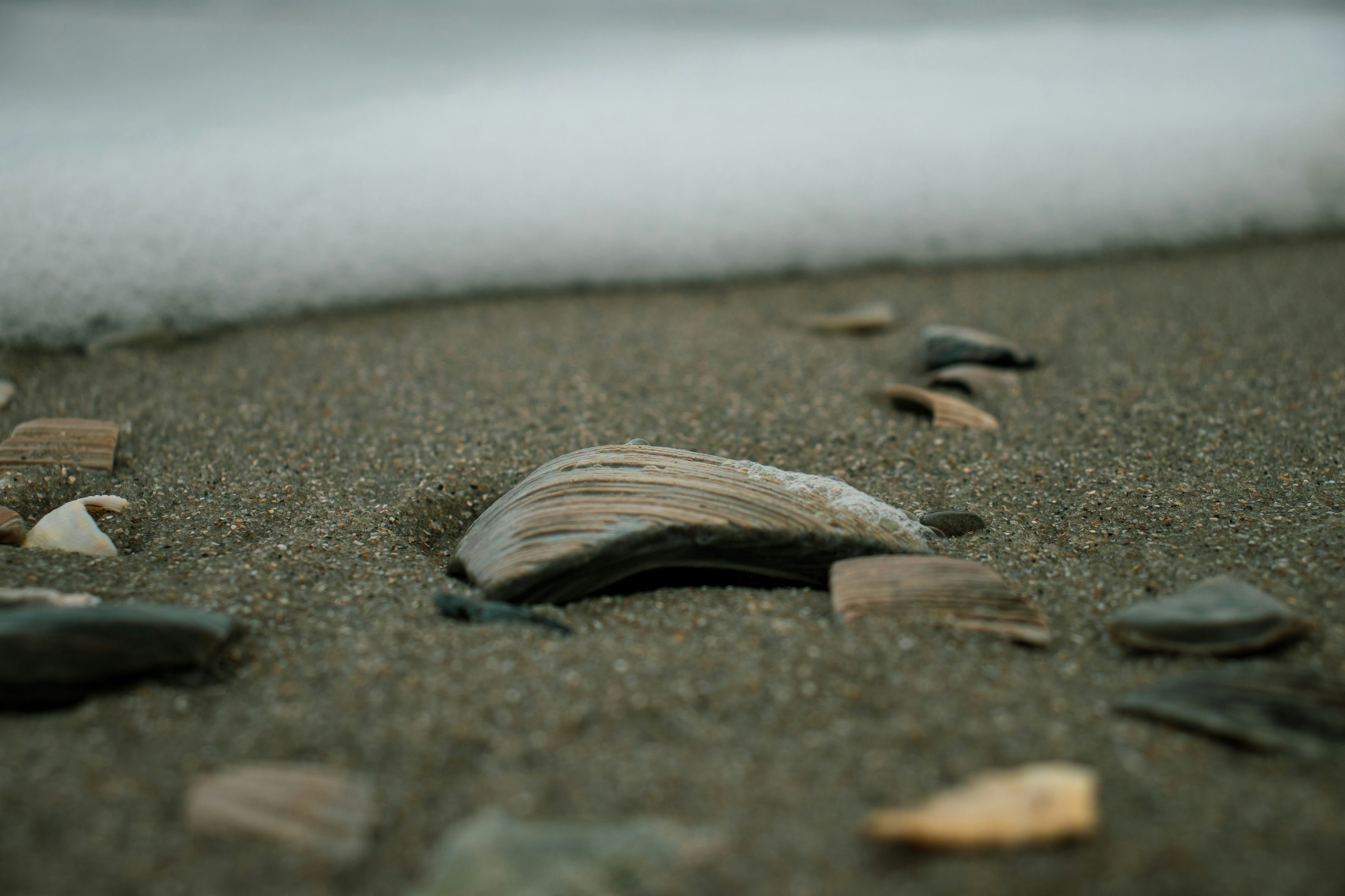 A close up of a shell on a beach photo – Free Nature Image on Unsplash