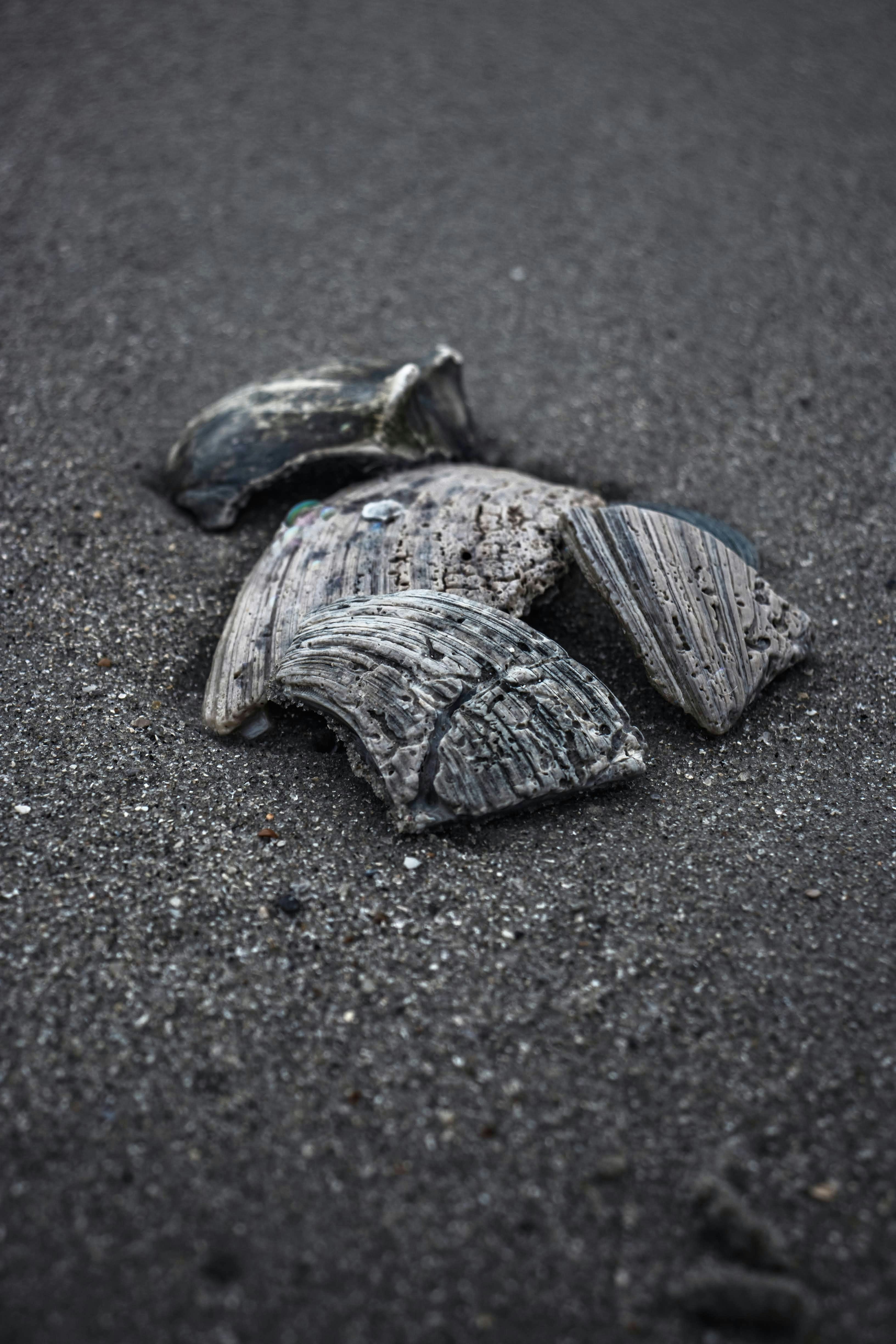 Weathered Shell Fragments on a Lava-Gray Beach