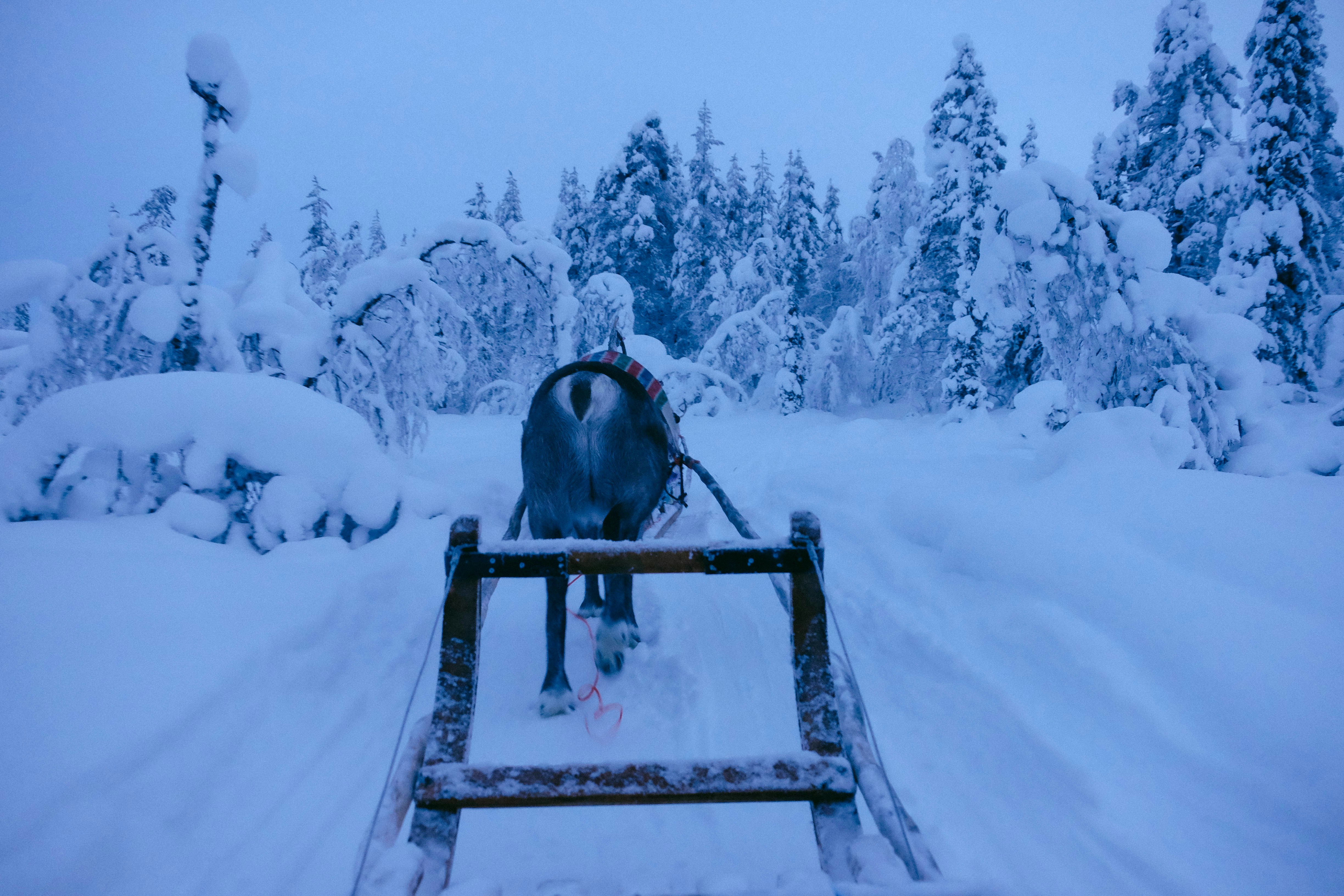 A goat standing on top of a sled in the snow photo – Free Lapland Image ...