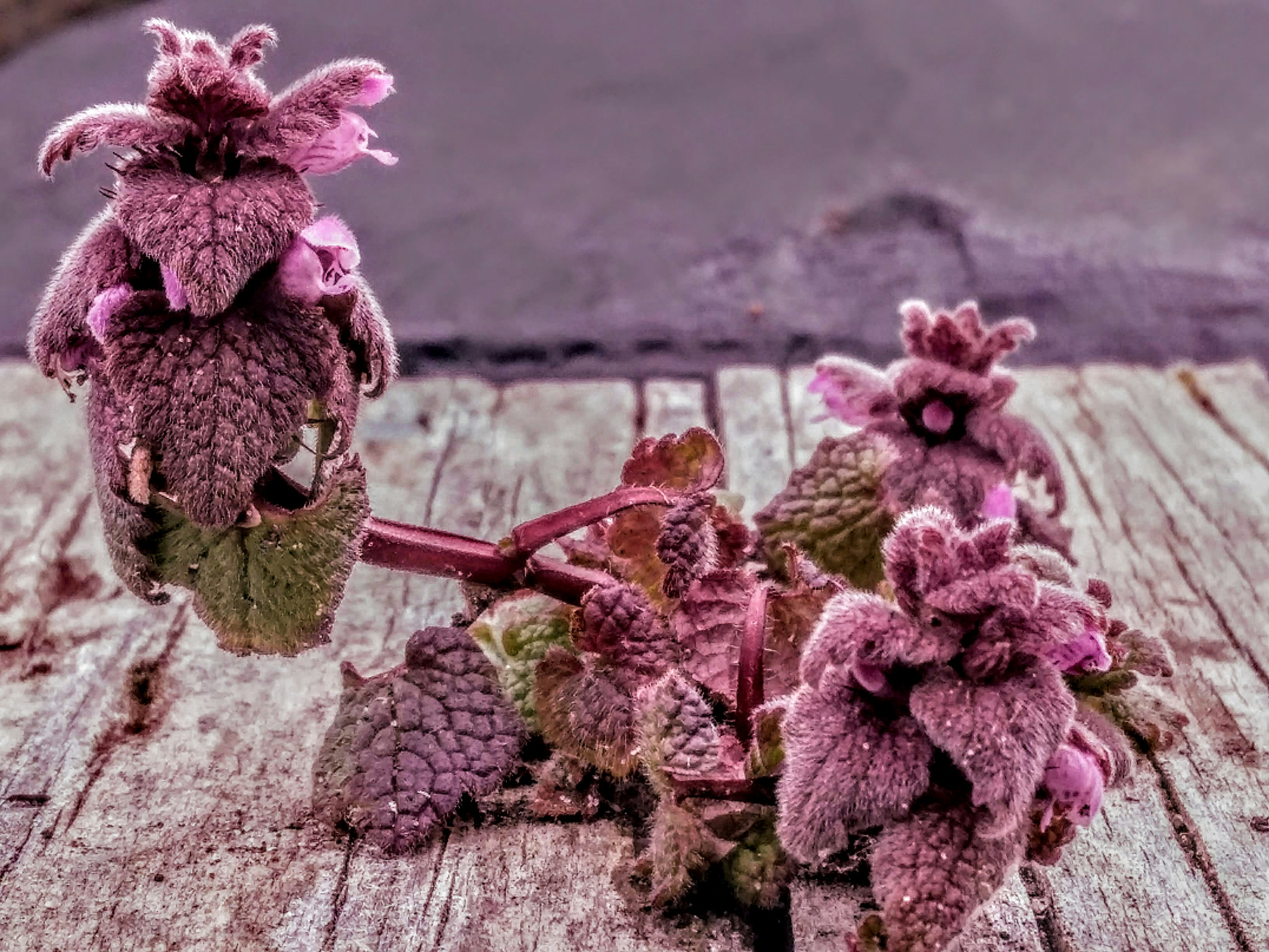 Delicate purple flowers emerging from a weathered wooden surface, showcasing nature's persistence and beauty.