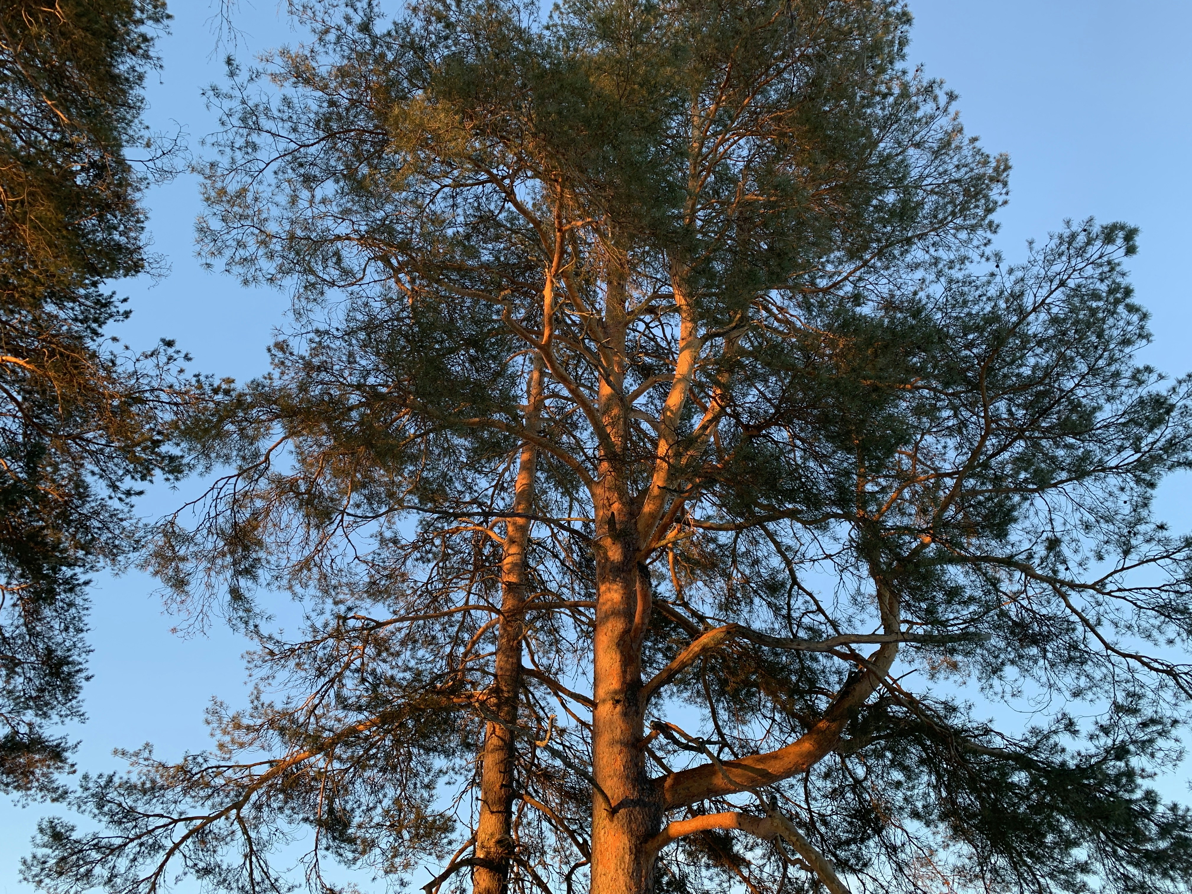 Sun-Kissed Pine: Ember-Glow Trunk Against a Cerulean Sky