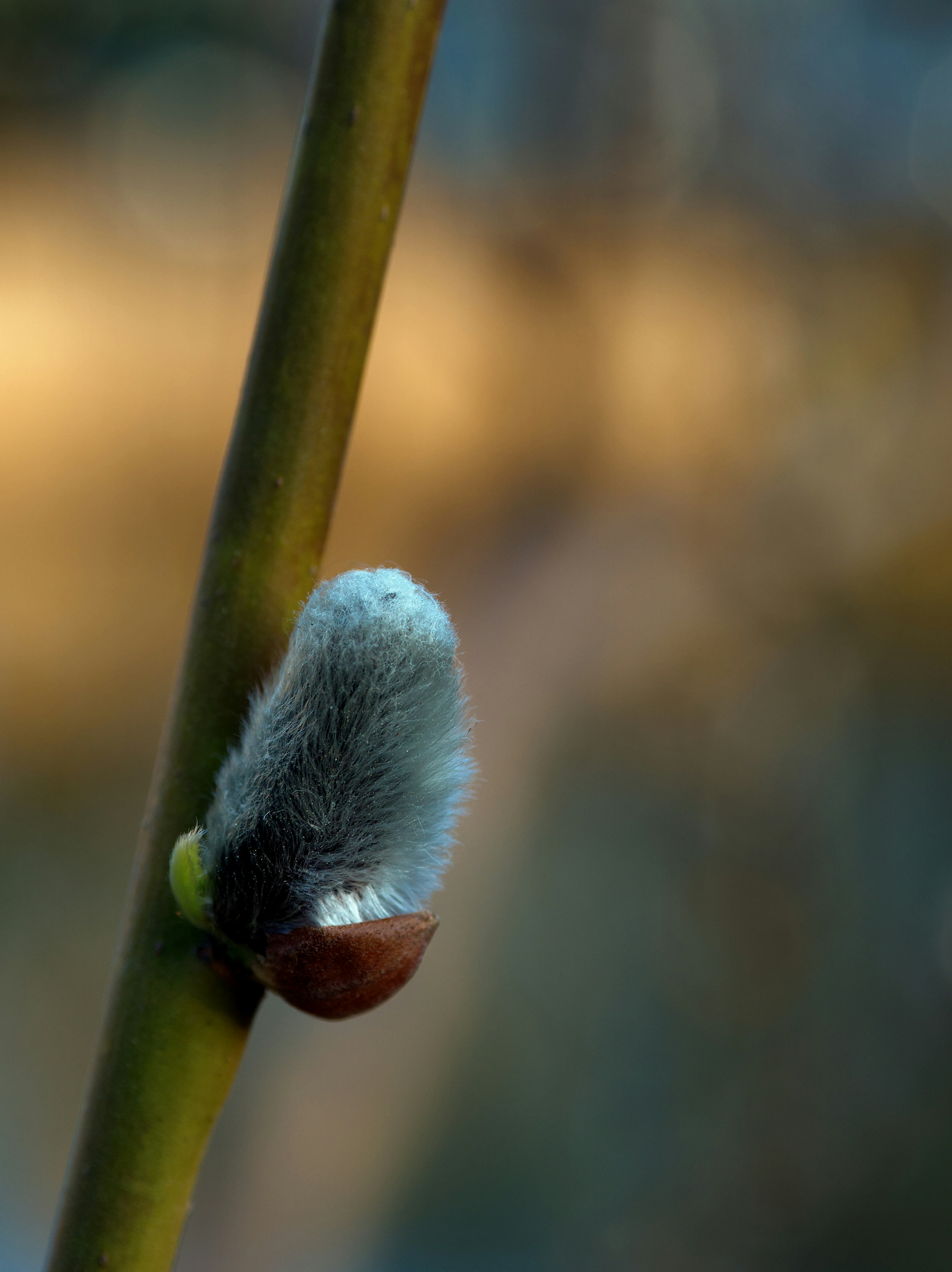 Bud of a Willow Catkin Emerges: A Soft Velvet Moment