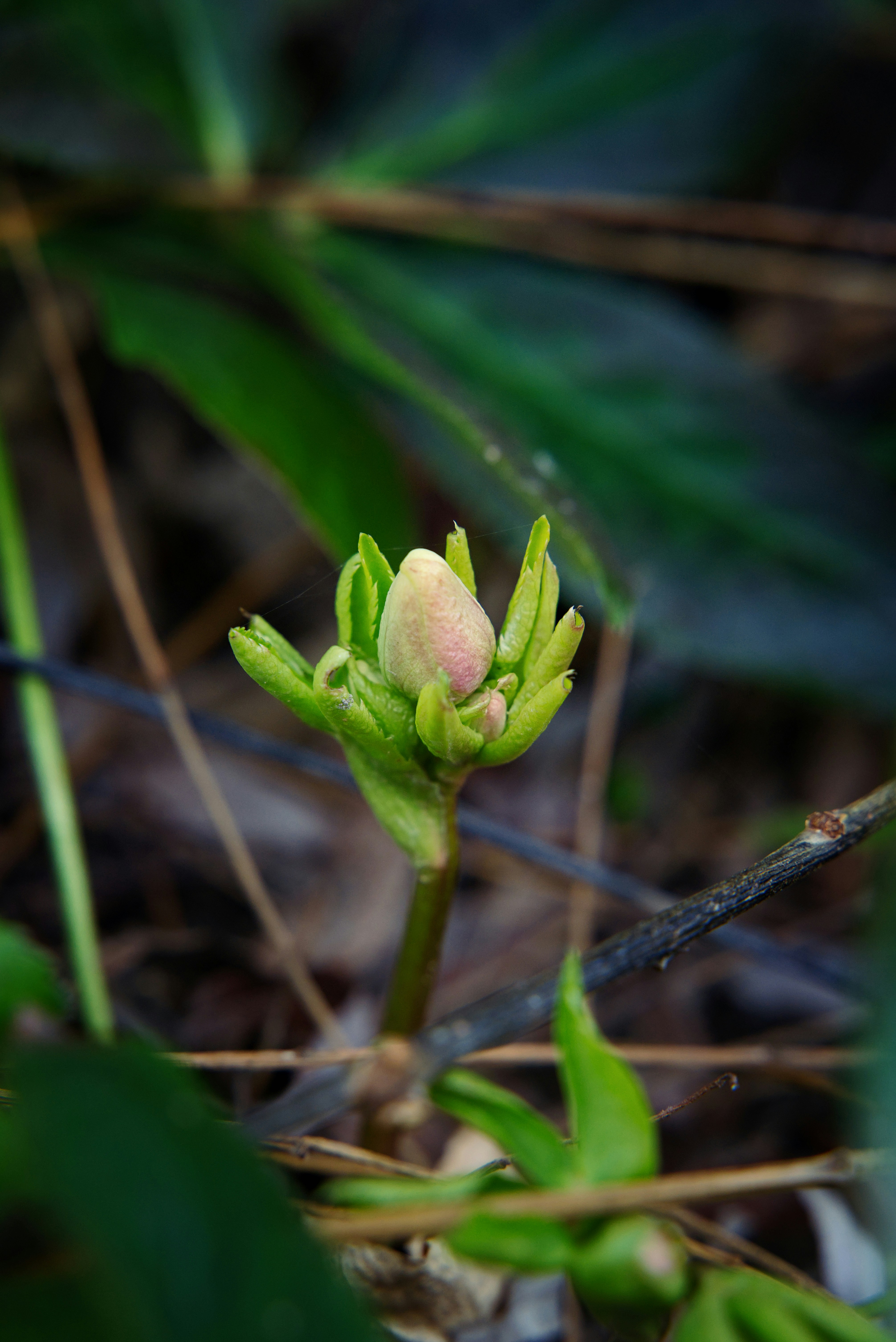 A Quiet Bud: The First Green Reveal on a Forest Floor