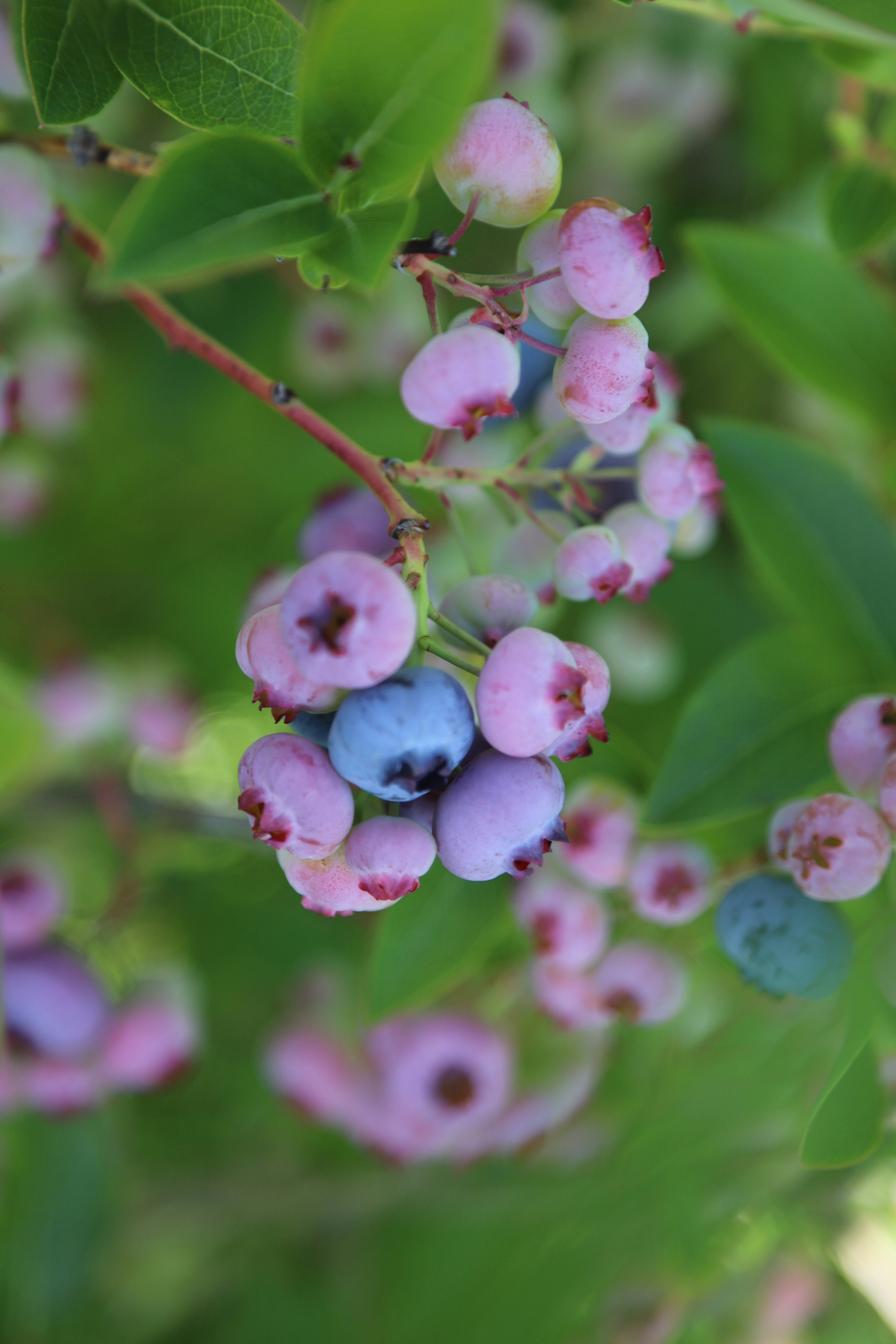 A bunch of small blue berries hanging from a tree photo – Free Etelä ...