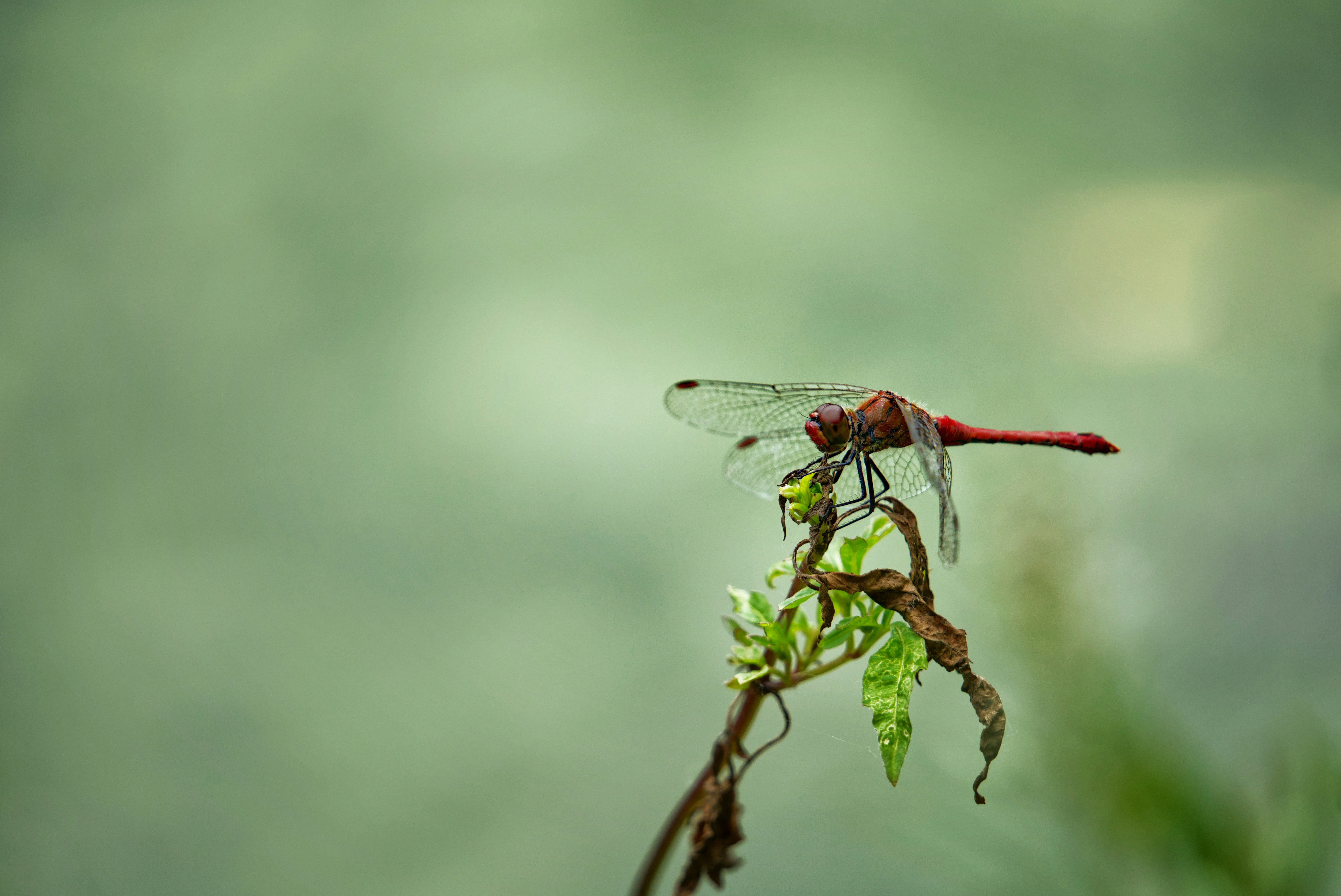 Una libélula roja descansando sobre una ramita foto – Imagen de Verde ...