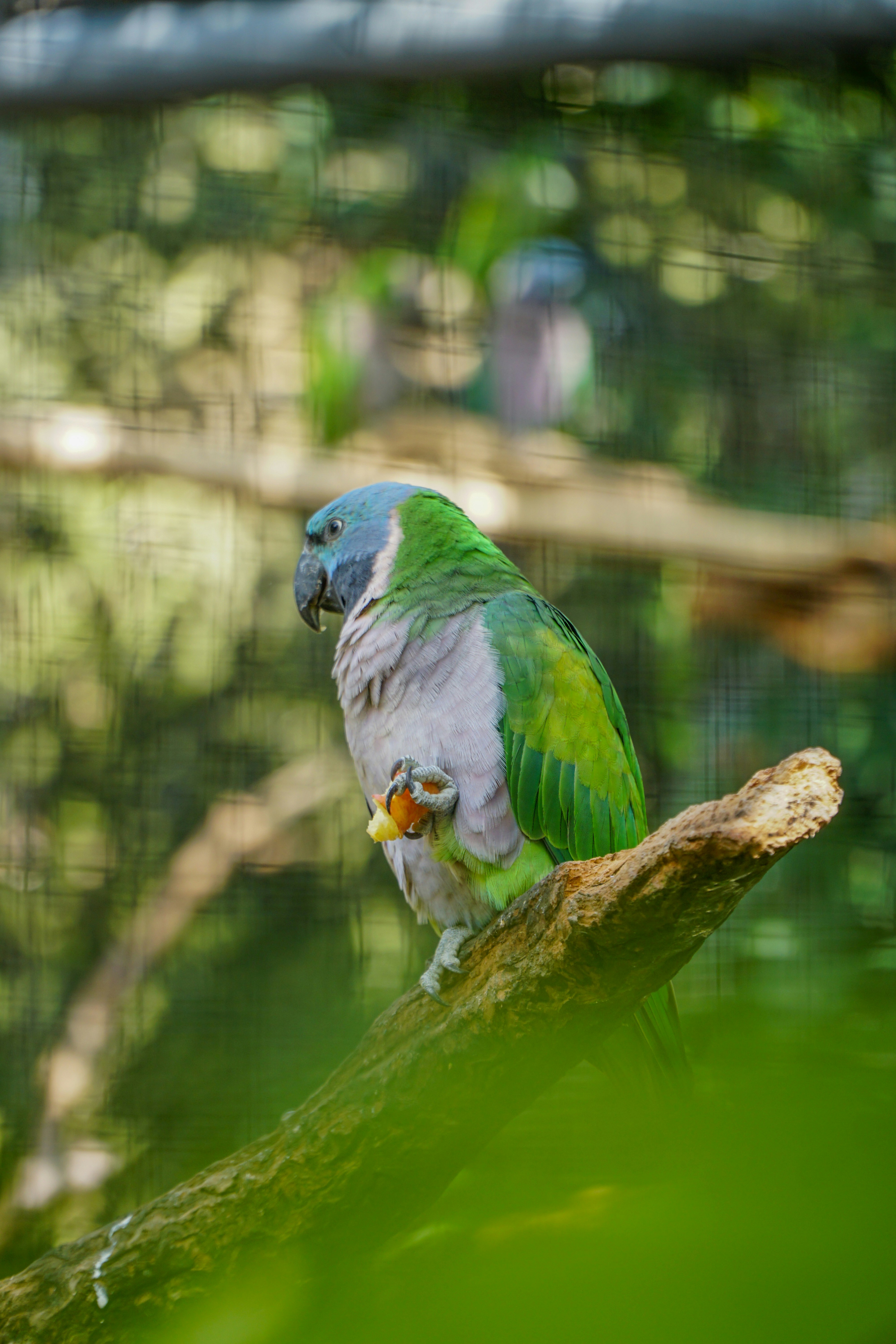 a parrot sitting on a branch in a cage
