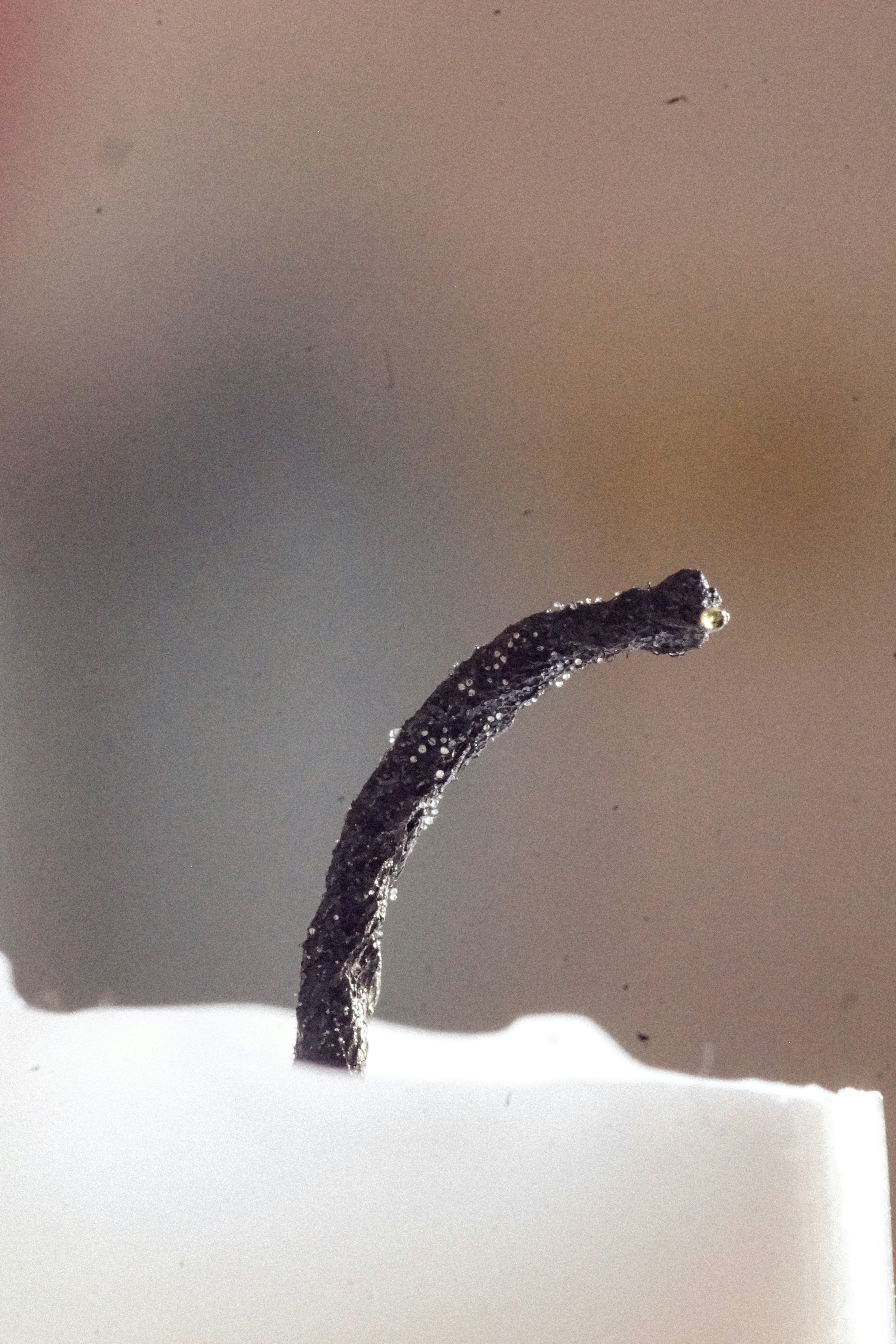 Close-up of a blackened candle wick standing upright against a blurred background, highlighting its texture and form.