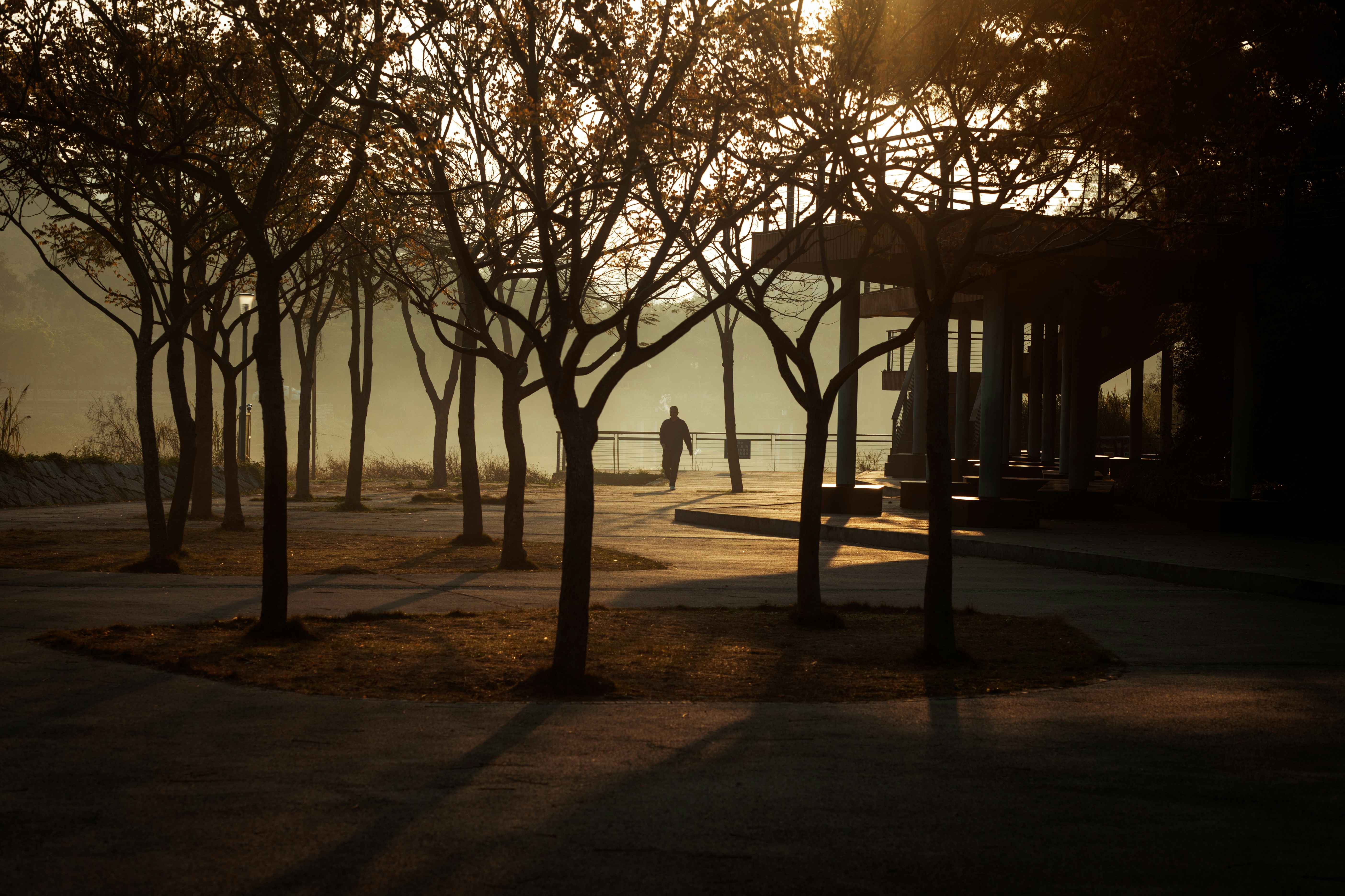 A person walking through a park at sunset photo – Free Person Image on ...