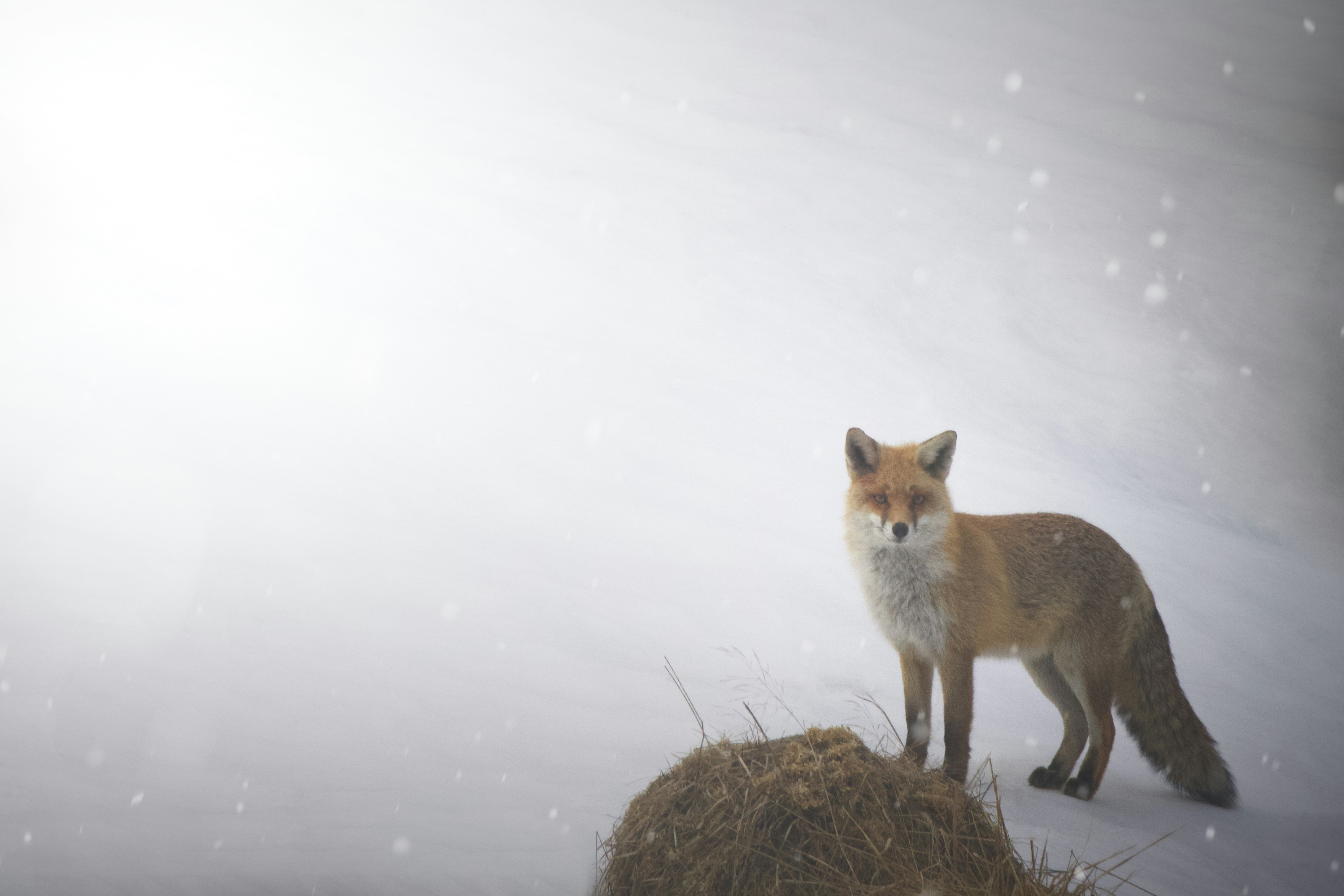 A fox standing on top of a pile of hay photo – Free Animal Image on ...
