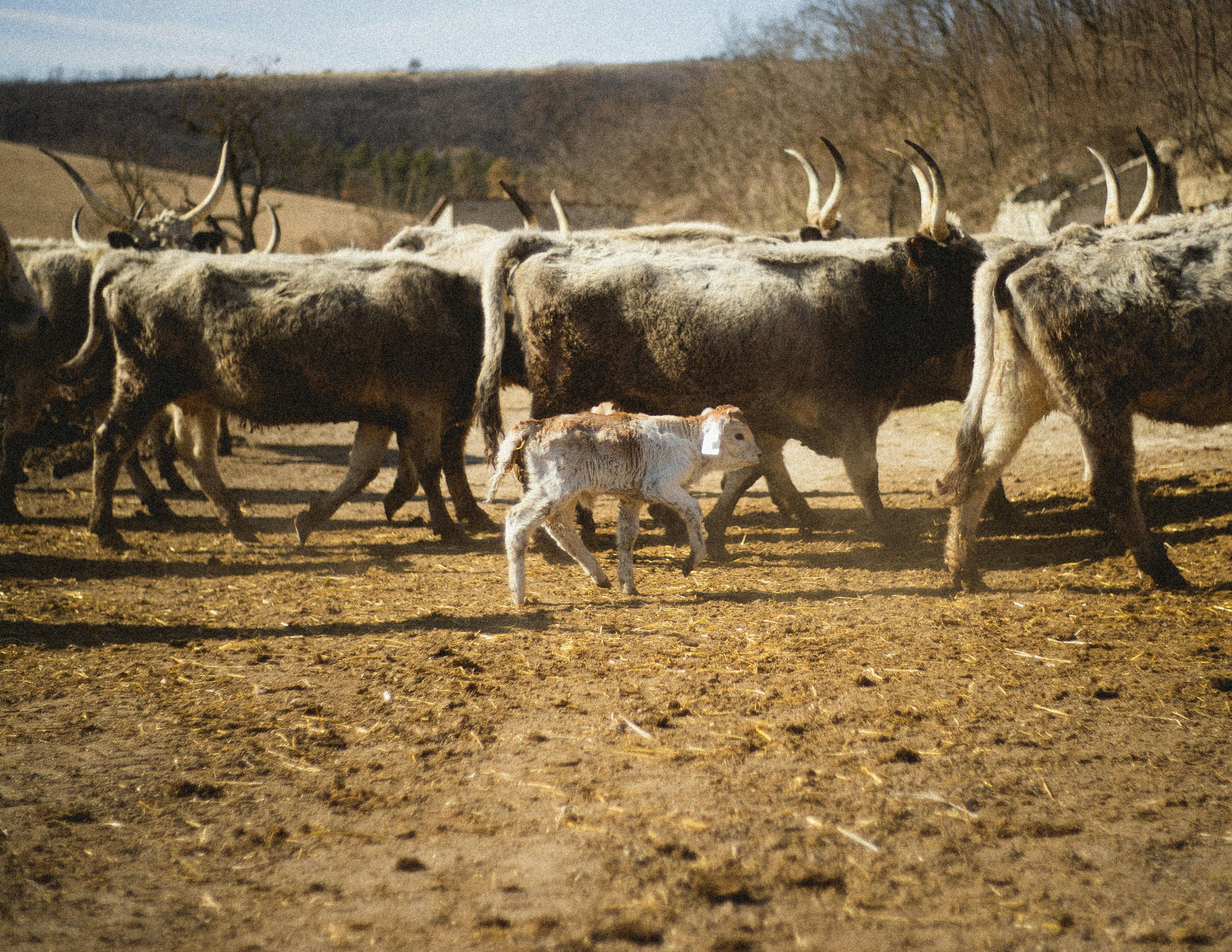 Dustbound Sentinel: A White Dog Among Horned Giants