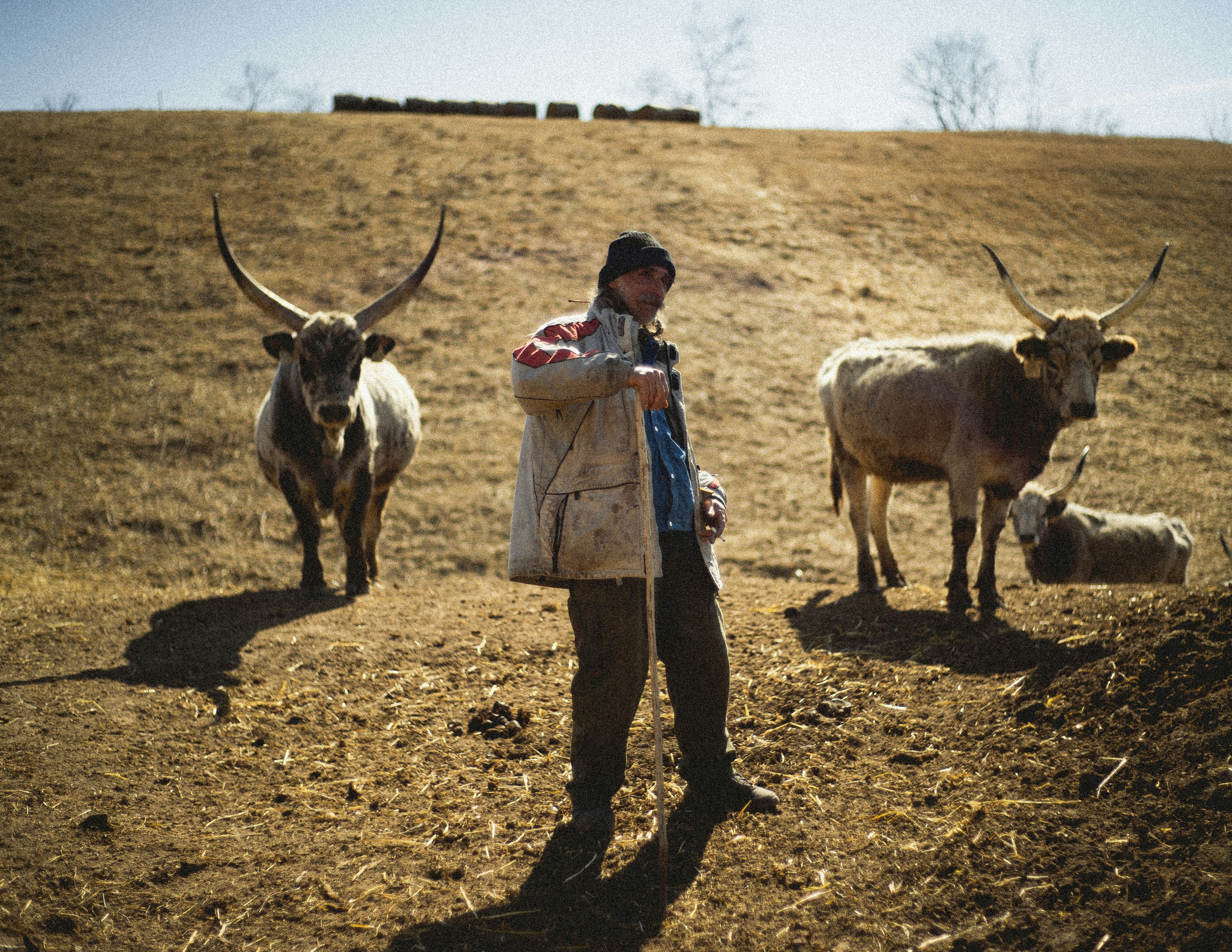 Herdsman at the Ridge: Dust, Light, and Horns