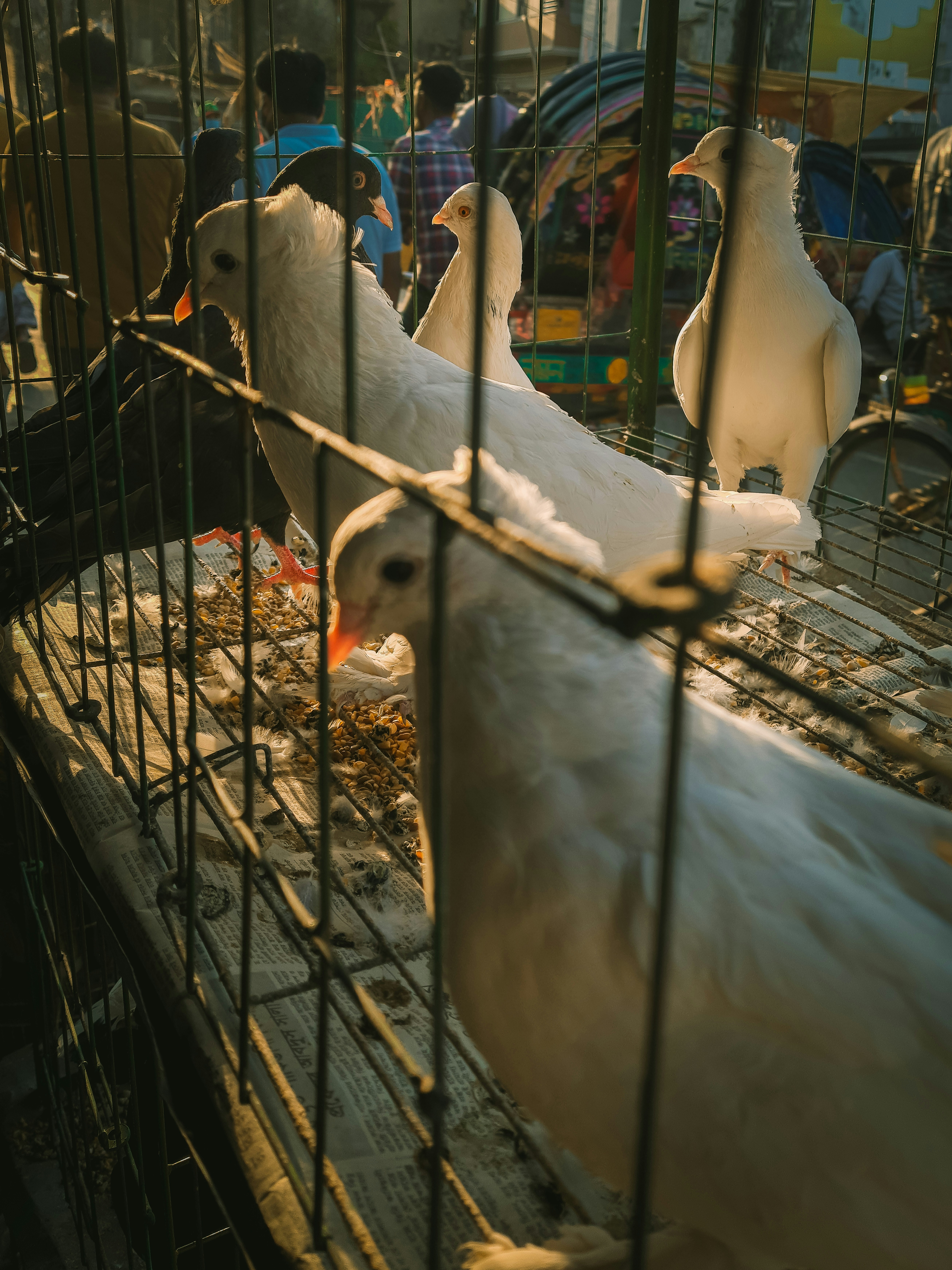 White pigeons perched inside a cage at a bustling market, with blurred figures of people in the background. The sunlight casts a warm glow on the scene.