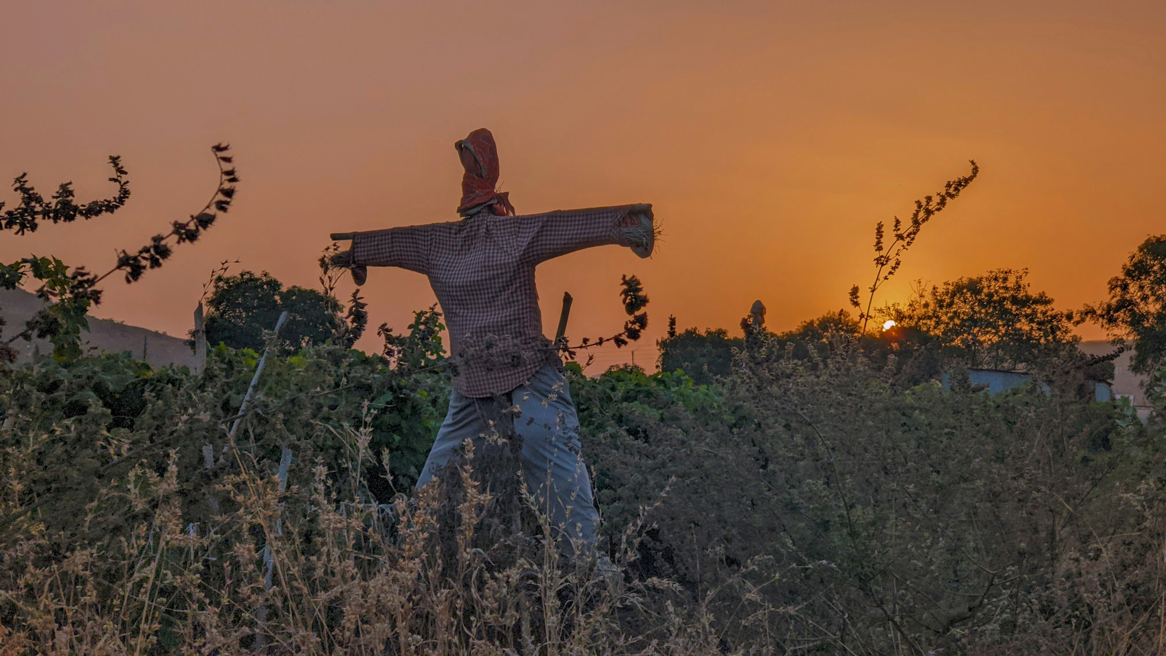 Scarecrow standing amidst tall grass with a vibrant sunset in the background, symbolizing rural life and agriculture.