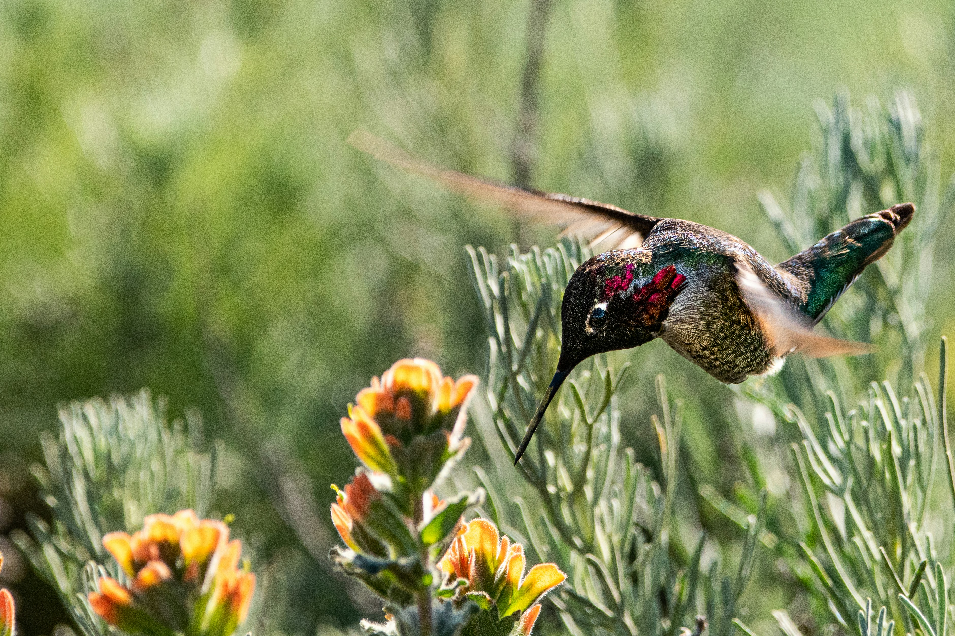 A hummingbird flying through a field of flowers photo – Free Bird Image ...