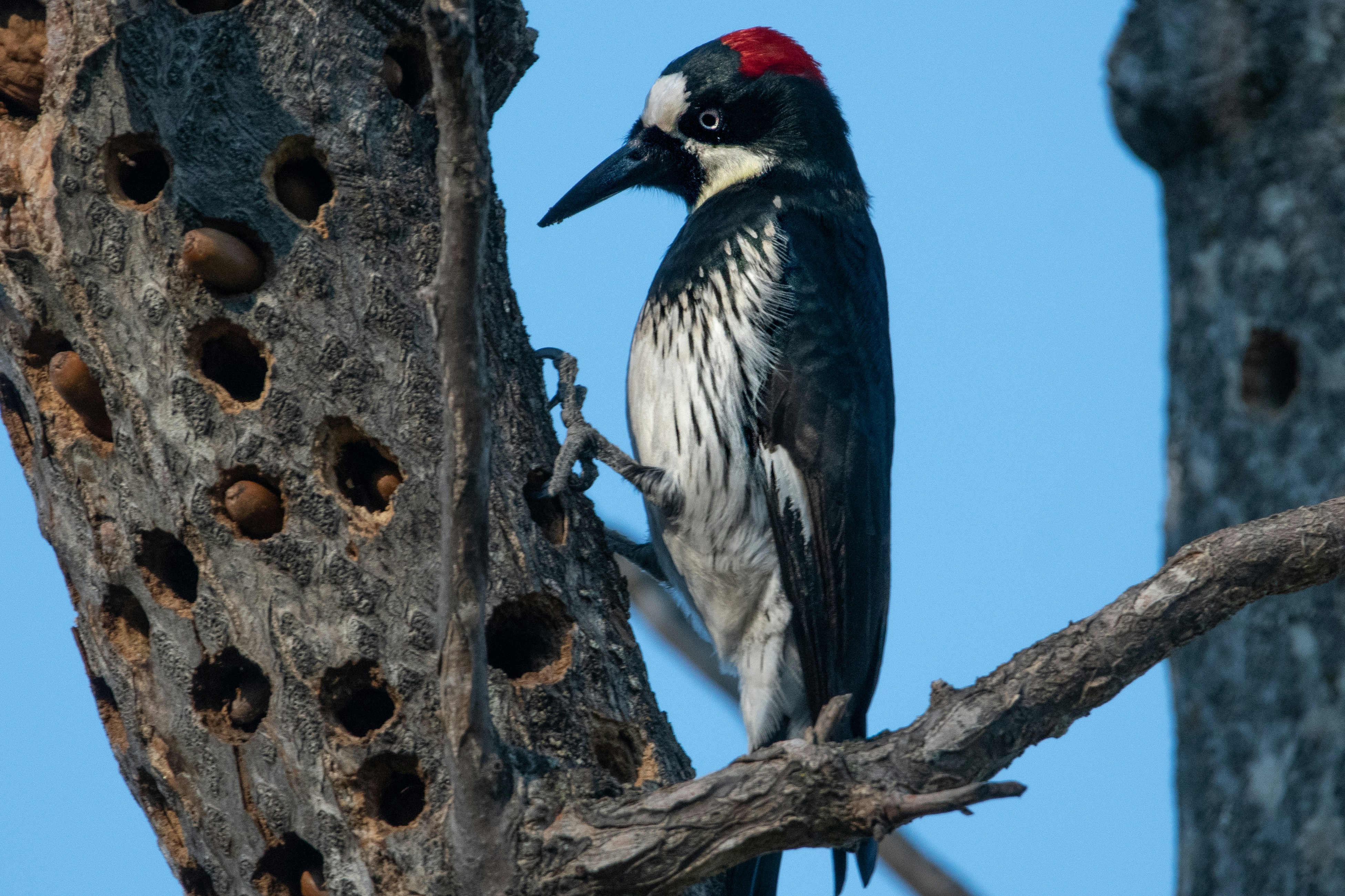 Scarlet-crowned Woodpecker Assertively Perched on a Rustic Trunk