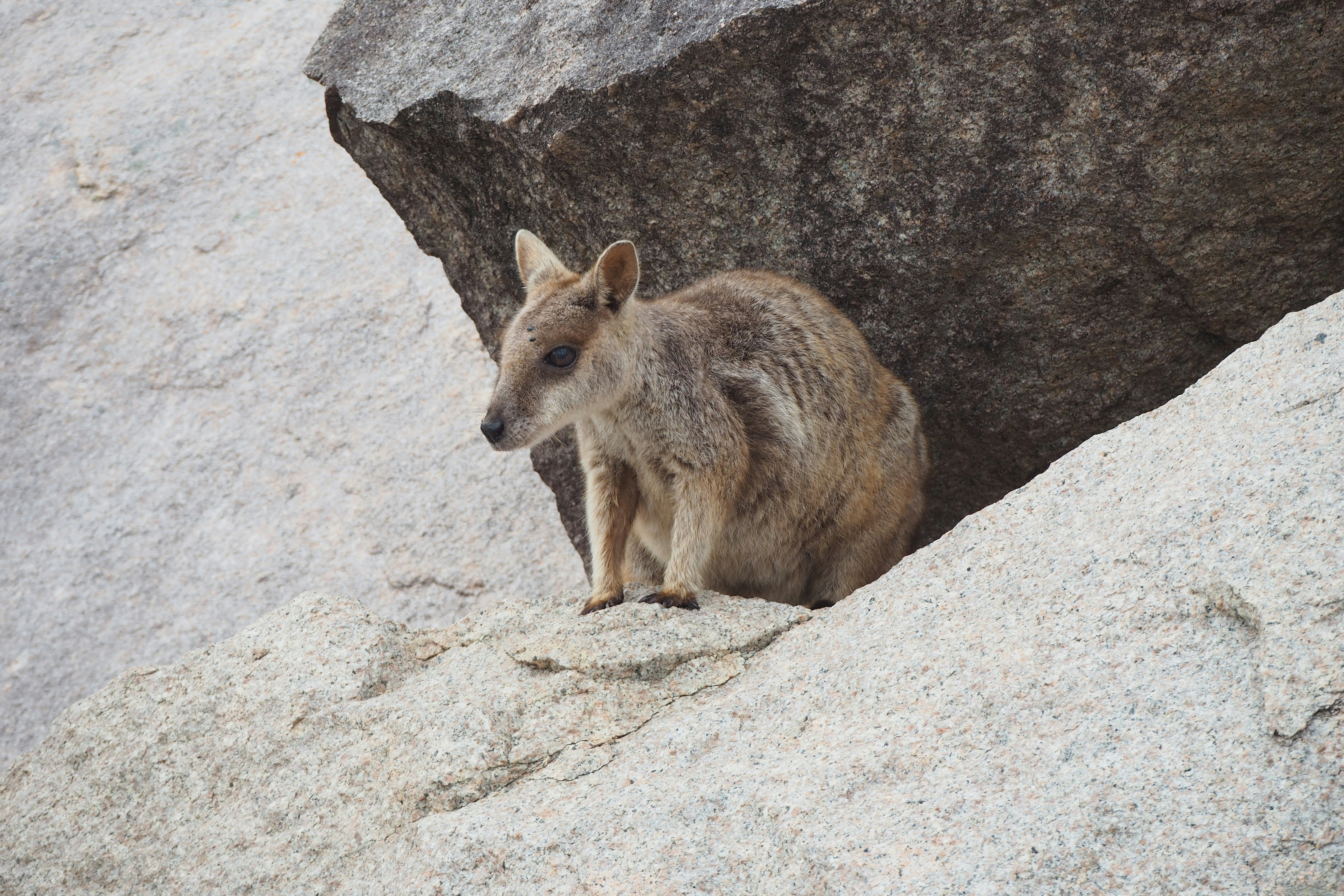 A wallaby perched on a rocky ledge, blending seamlessly with its rugged surroundings. The natural habitat showcases the animal's adaptability.