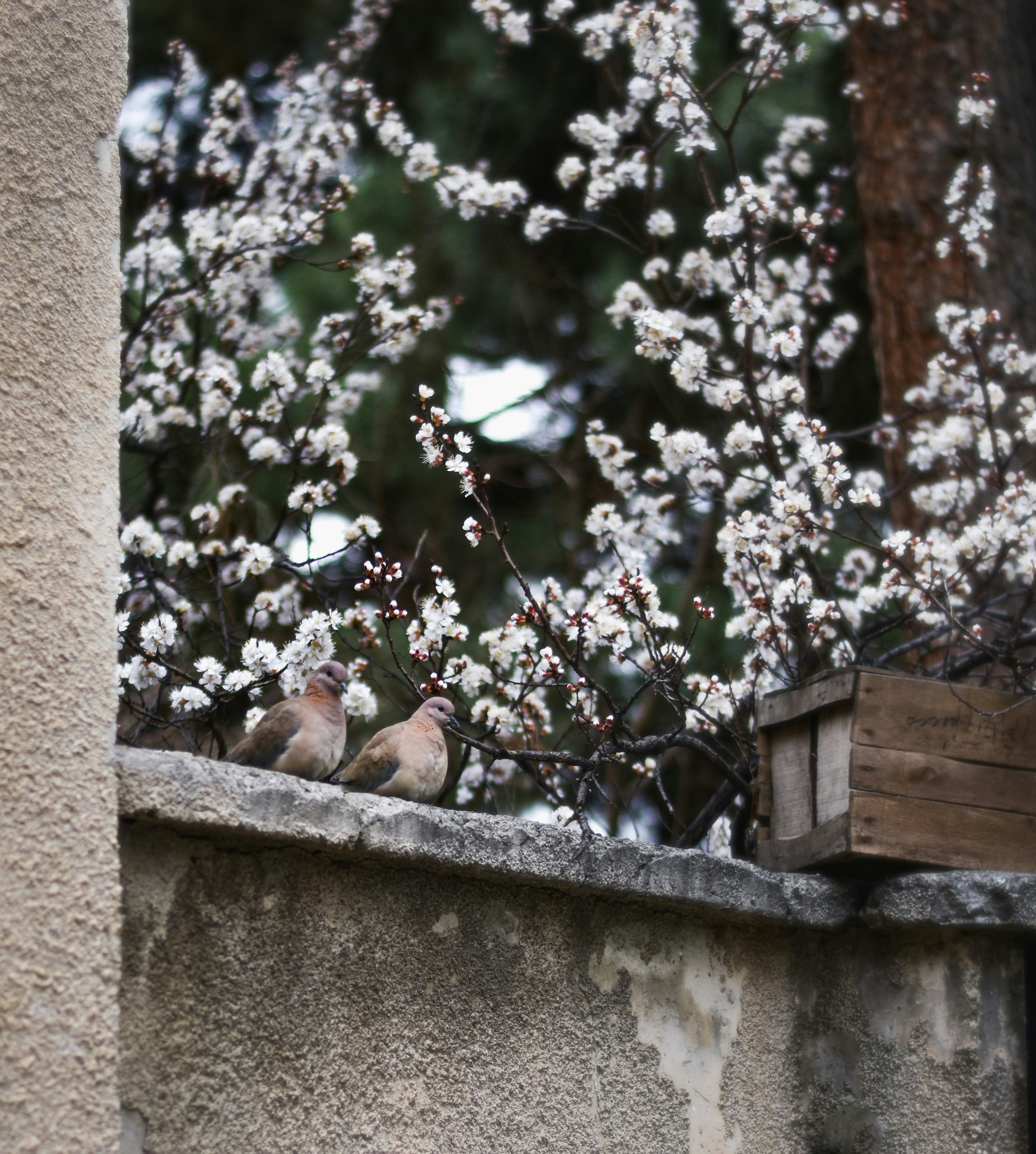 Two sparrows on a weathered ledge beneath blossoms