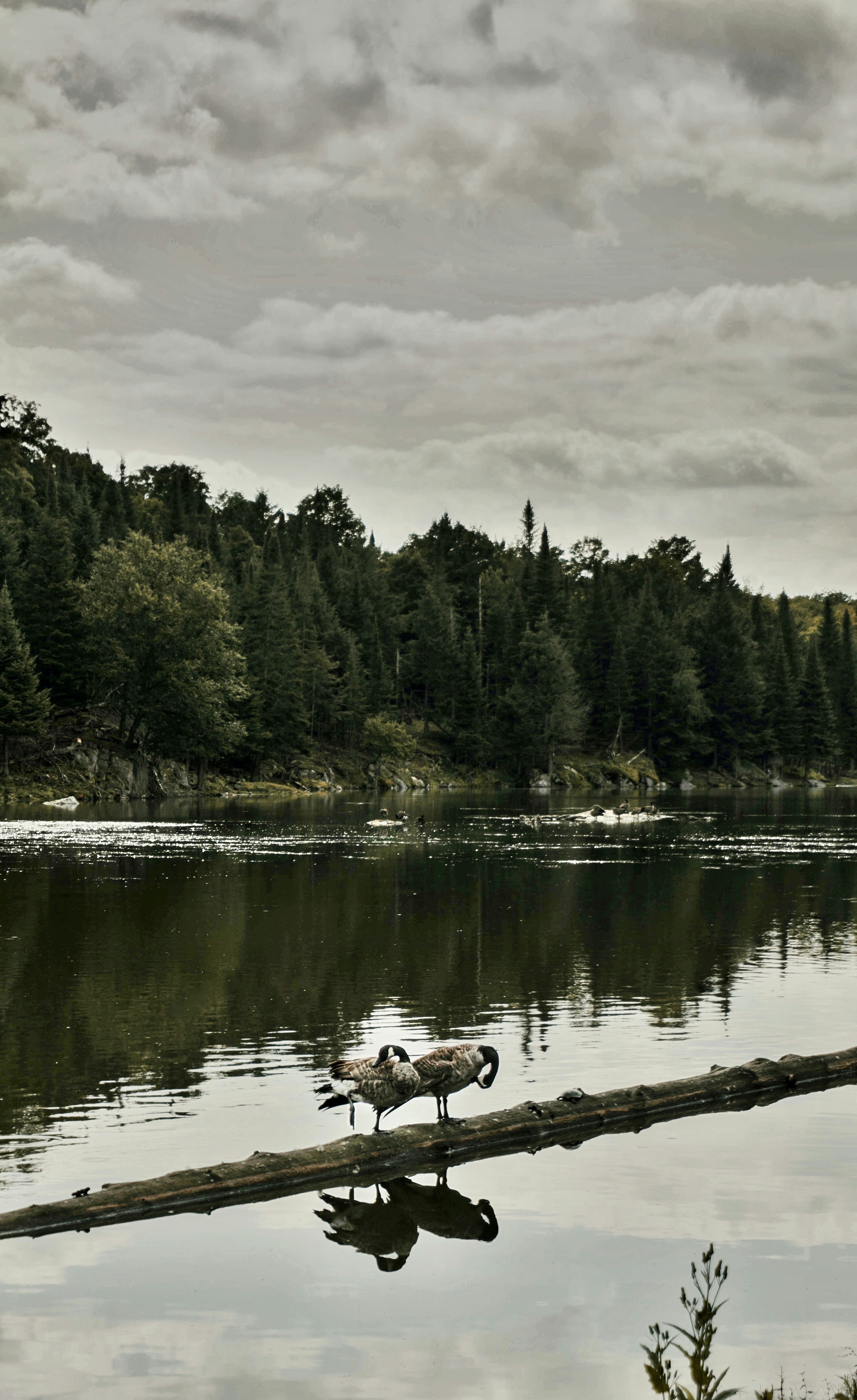 Two geese perched on a log above a tranquil lake surrounded by lush trees and a cloudy sky.